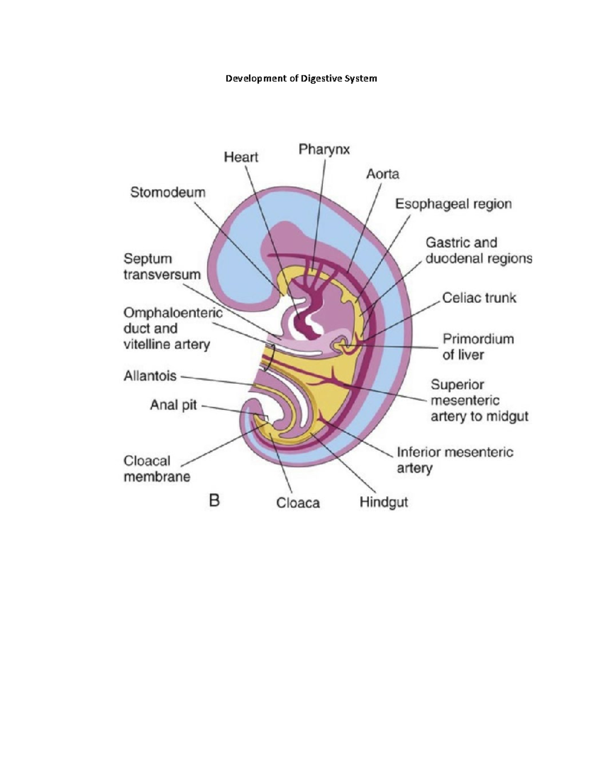 Abdomen- Development of Digestive System - Development of Digestive ...