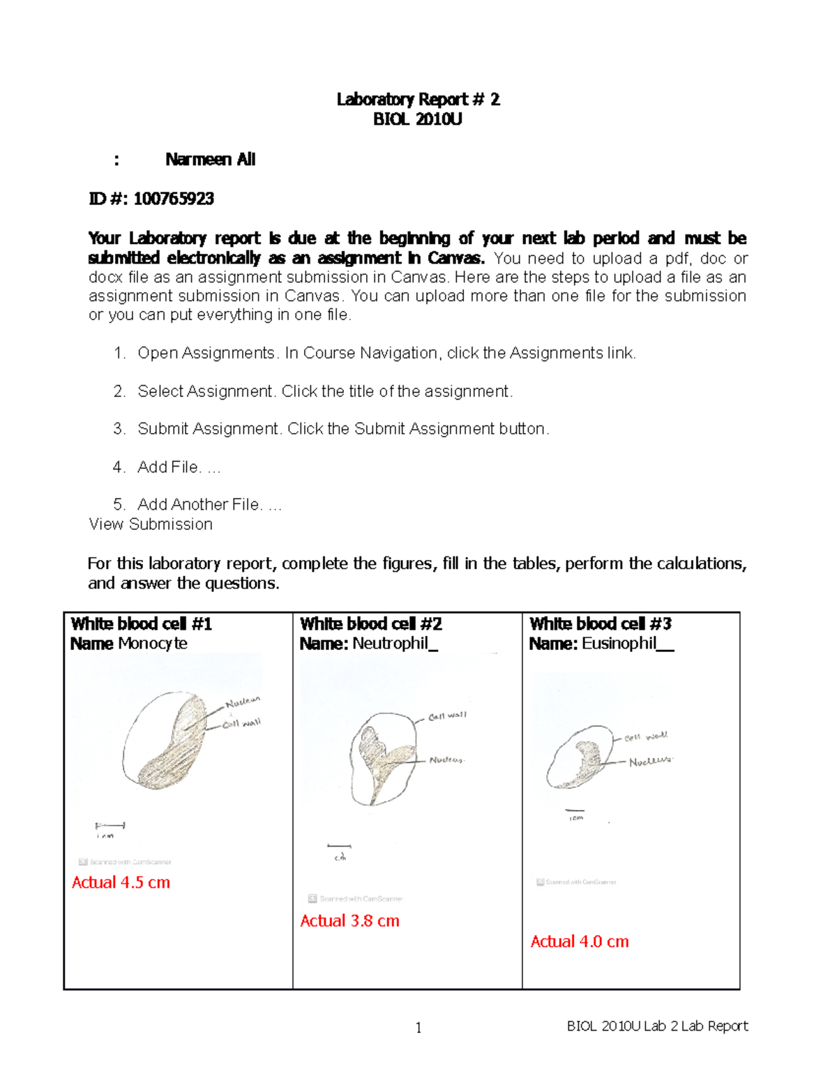 Lab report Human physiology - Laboratory Report # 2 BIOL 2010 U ...