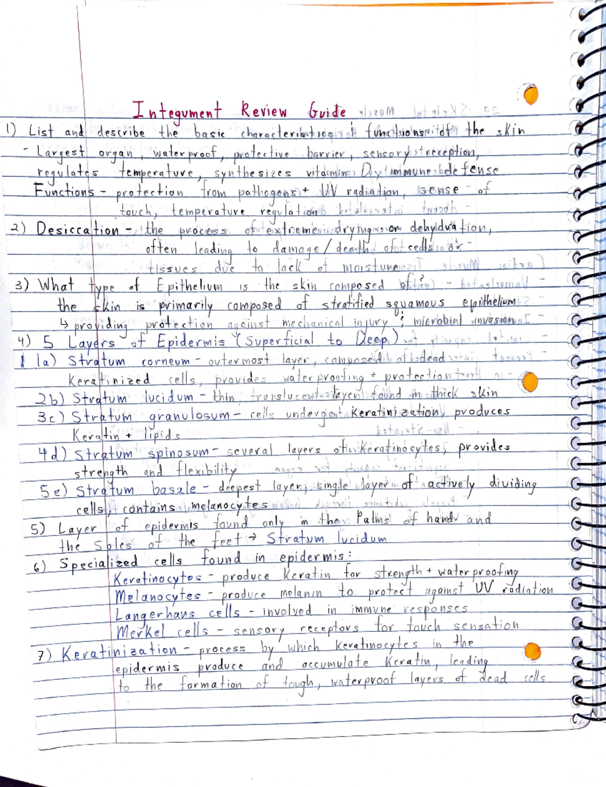 Integument Review guide - i) s 5 e) S) · -+Q_..!..llL-1~ - Studocu