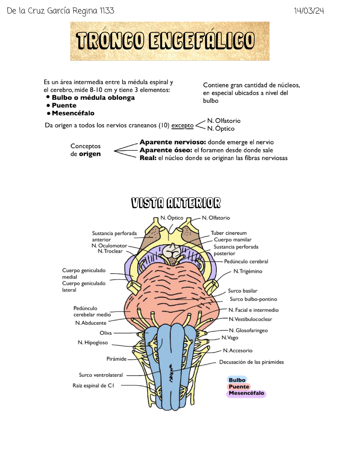 Esquema de Tronco encefálico - Anatomía - Studocu