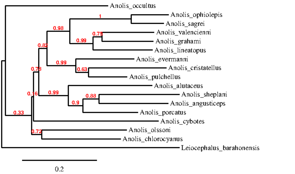 Phylo tree OF ANOLES - Evolutionary Biology - Anolis_occultus Anolis_ophiolepis Anolis_sagrei ...