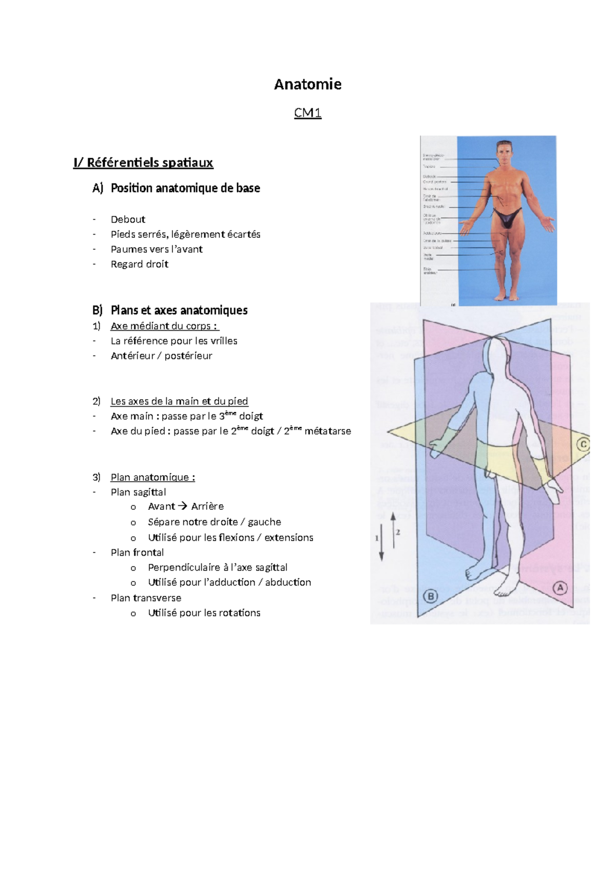 Anatomie générale - Anatomie CM I/ Référentiels spatiaux A) Position ...