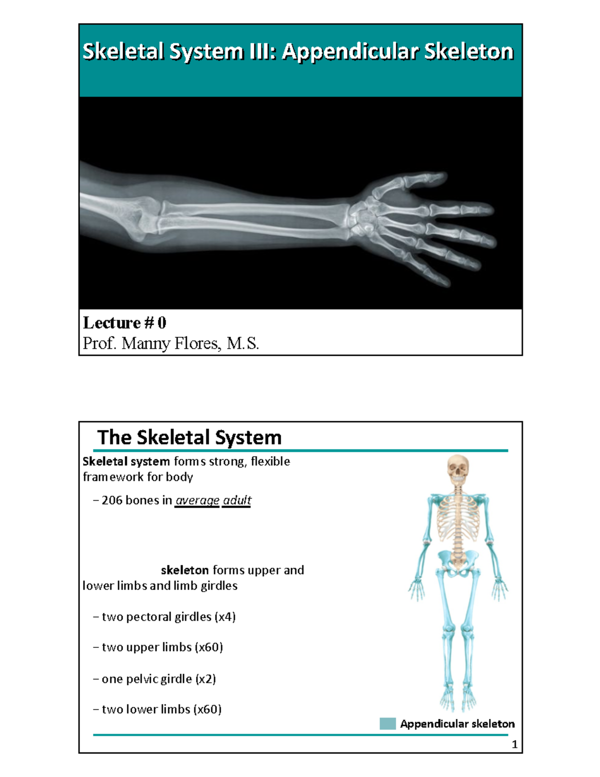 Lecture 09 - Appendicular Skeleton - 0 Skeletal System III ...