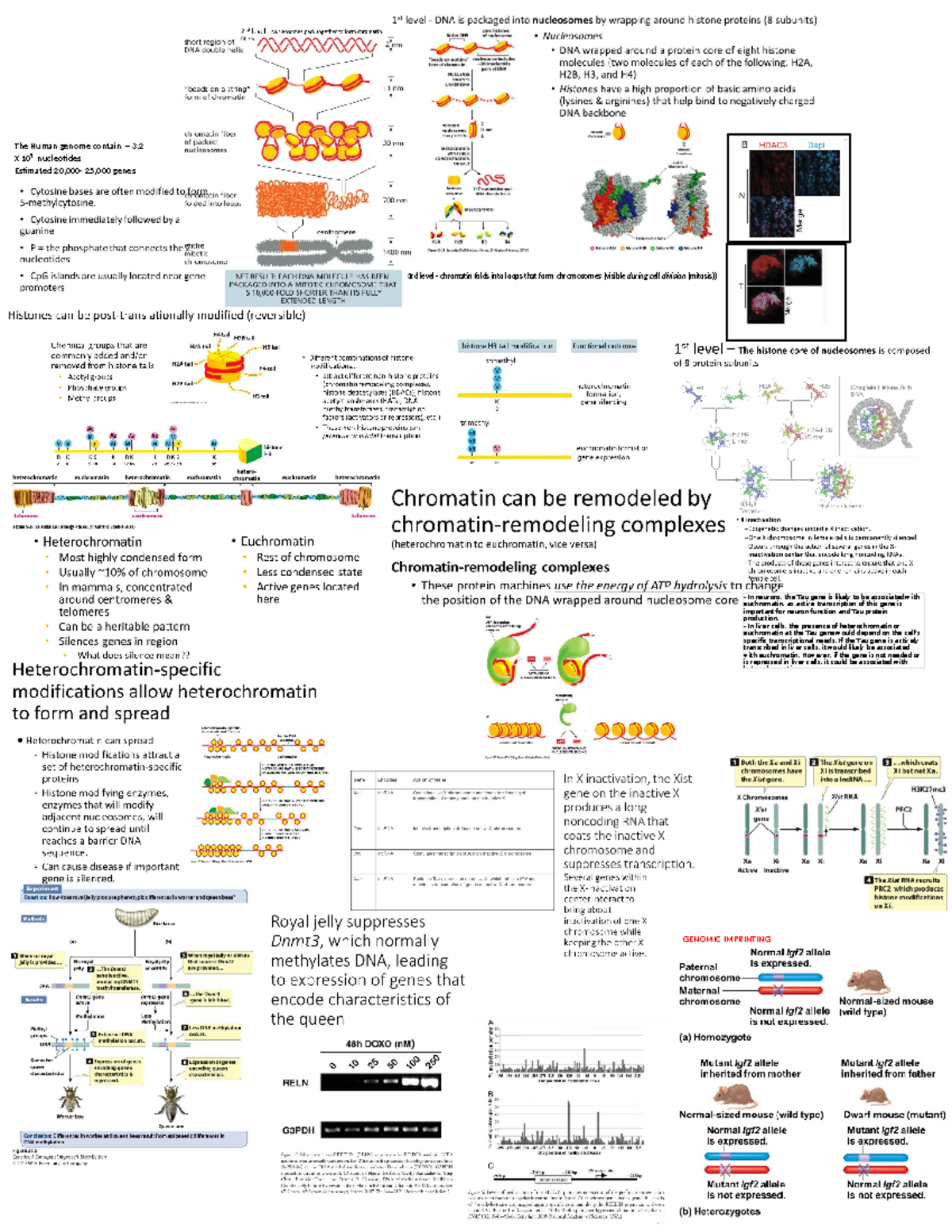 Exam #2 Cheat Sheet - Please illustrate the process of decarboxylation ...