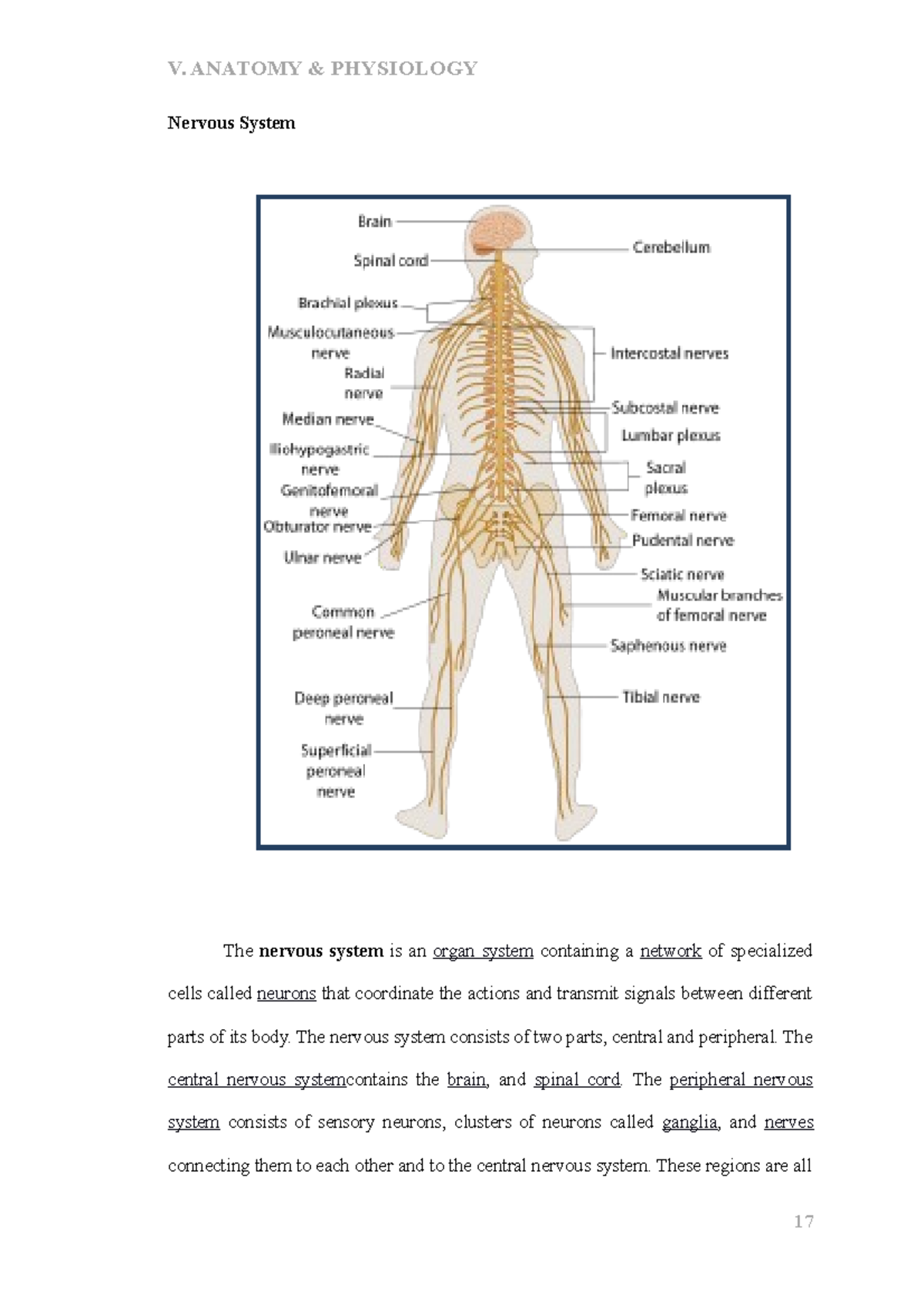 Anatomy Physiology - Nervous System The nervous system is an organ ...