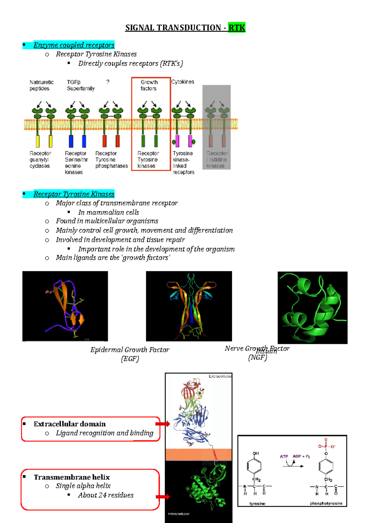 Lecture 8 - SIGNAL TRANSDUCTION - RTK Enzyme coupled receptors o Receptor Tyrosine Kinases - Studocu