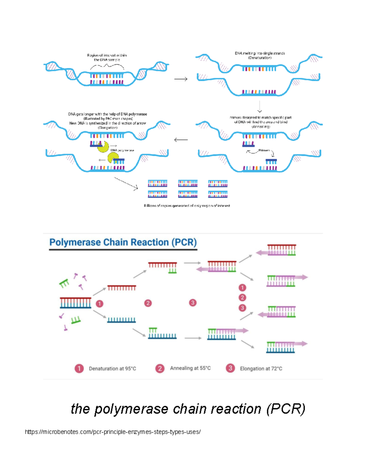 CZ06 - PCR pdf - the polymerase chain reaction (PCR) - bio150 - the ...