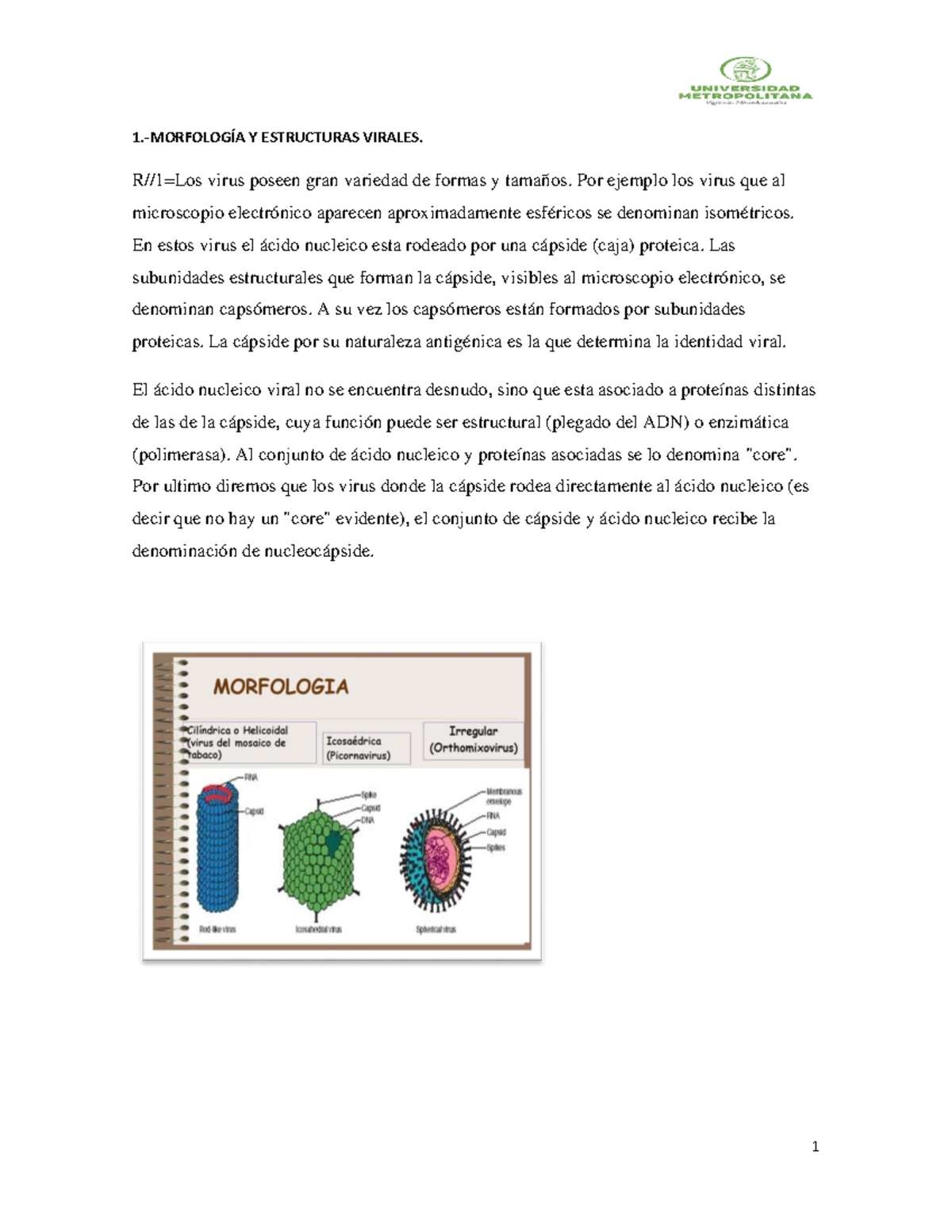 Virus - Warning: TT: undefined function: 32 1.-MORFOLOGÍA Y ESTRUCTURAS VIRALES. R//1=Los virus ...