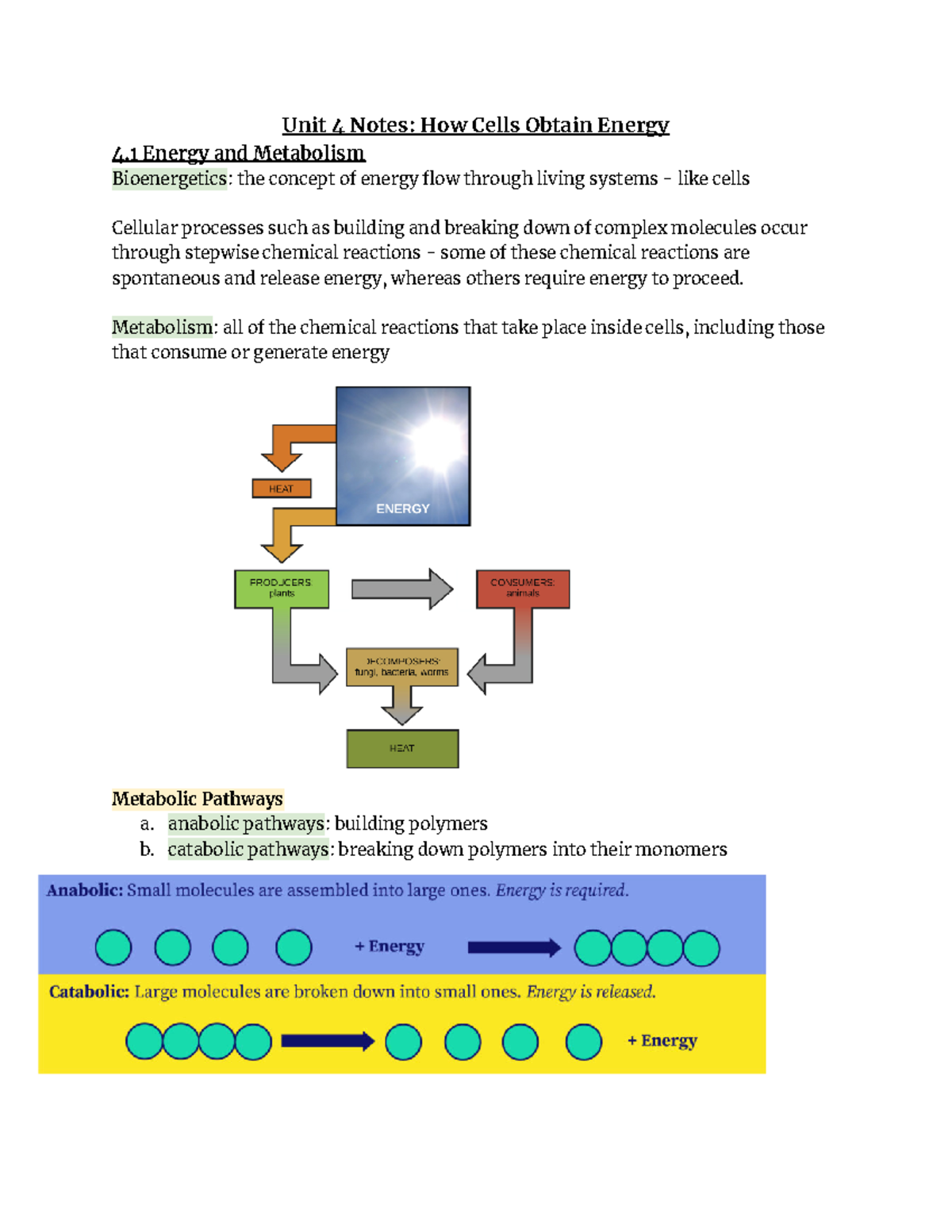 Biology Unit 4 Notes - Unit 4 Notes: How Cells Obtain Energy 4 Energy ...