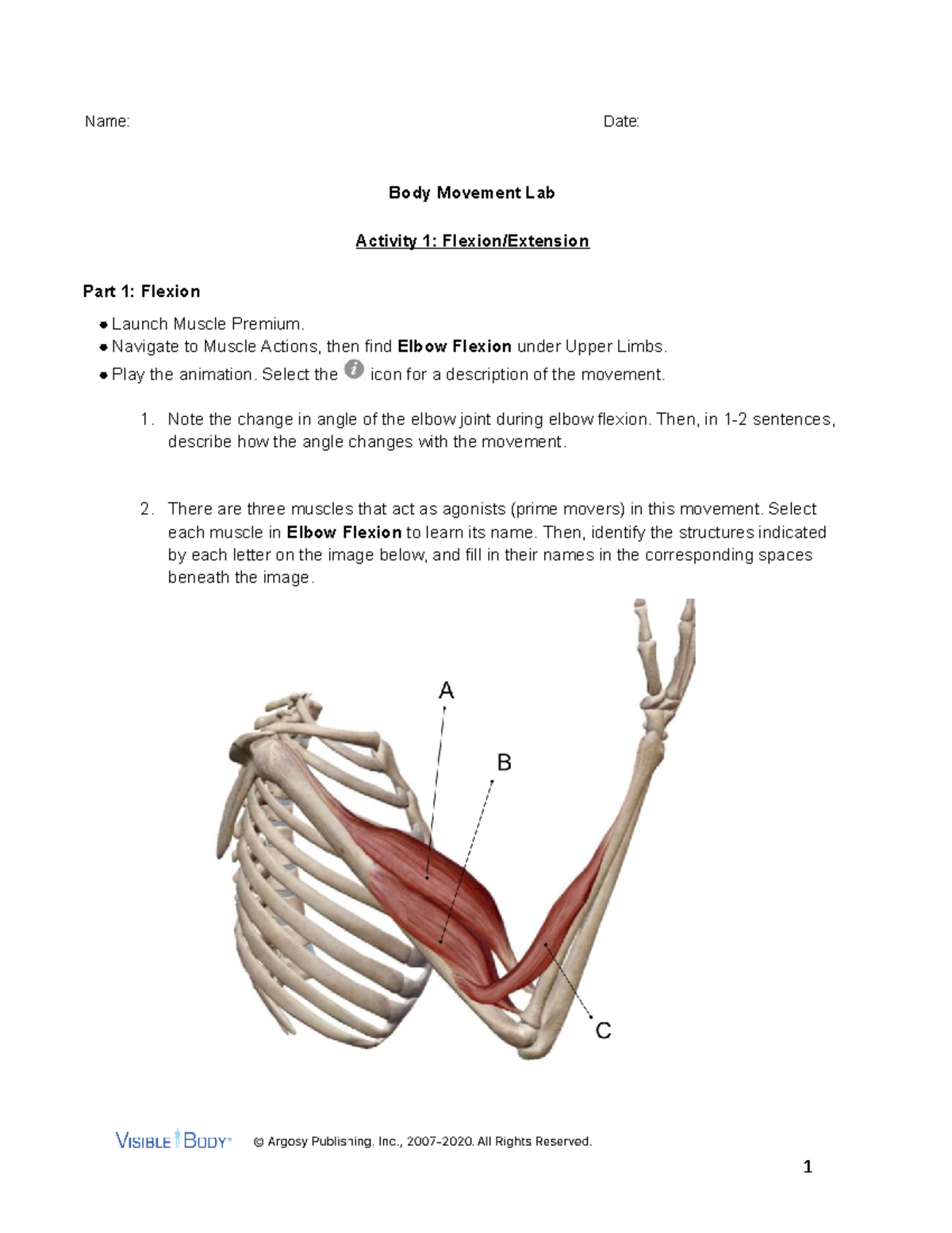 Muscle premium lab body motion - Name: Date: Body Movement Lab Activity ...