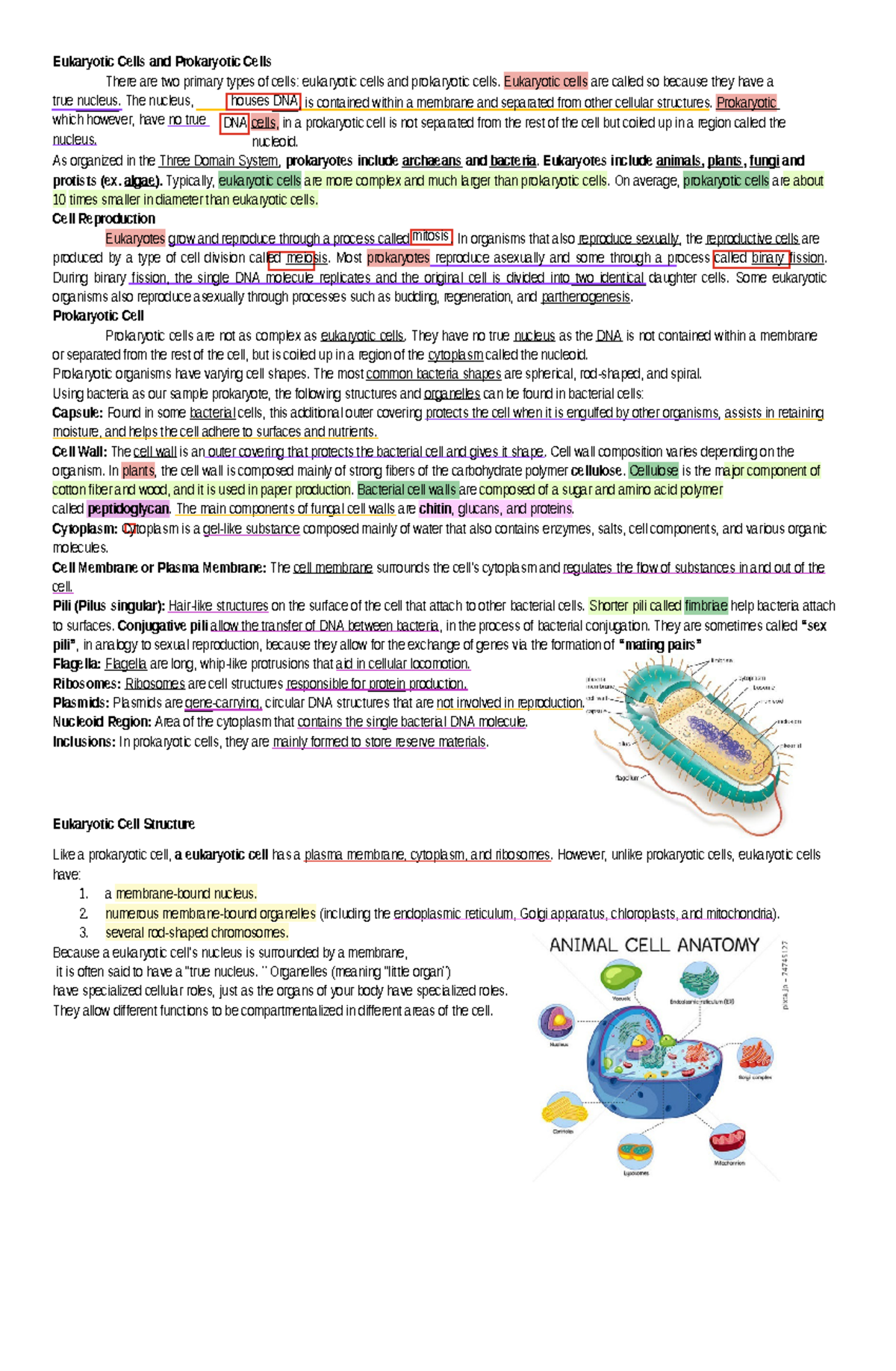 CELL-TYPE - prokaryotes and eukaryotic cells - mitosis DNA Eukaryotic ...