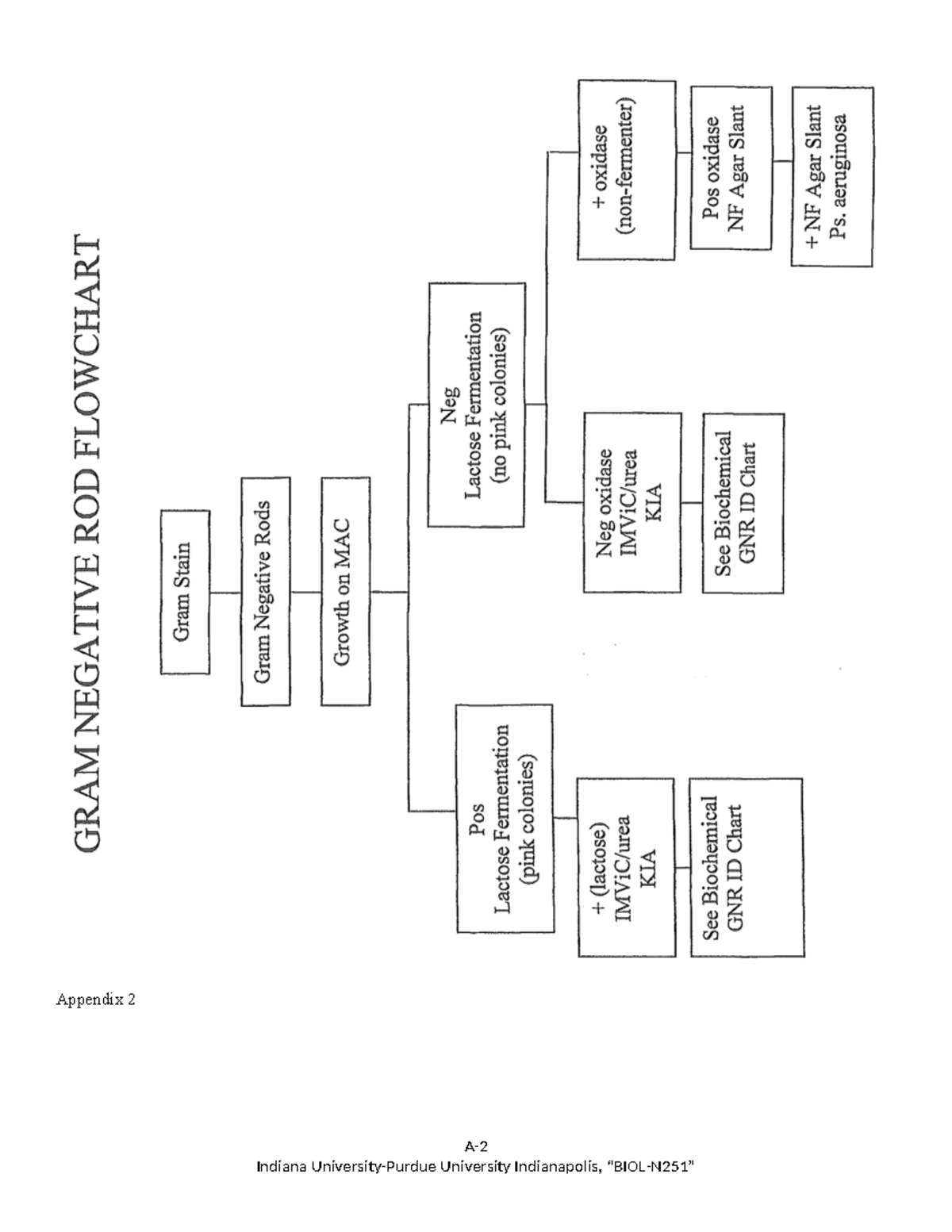 Appendix 2 Micro - Lab flow charts - GRAM NEGATIVE ROD FLOWCHART Gram ...