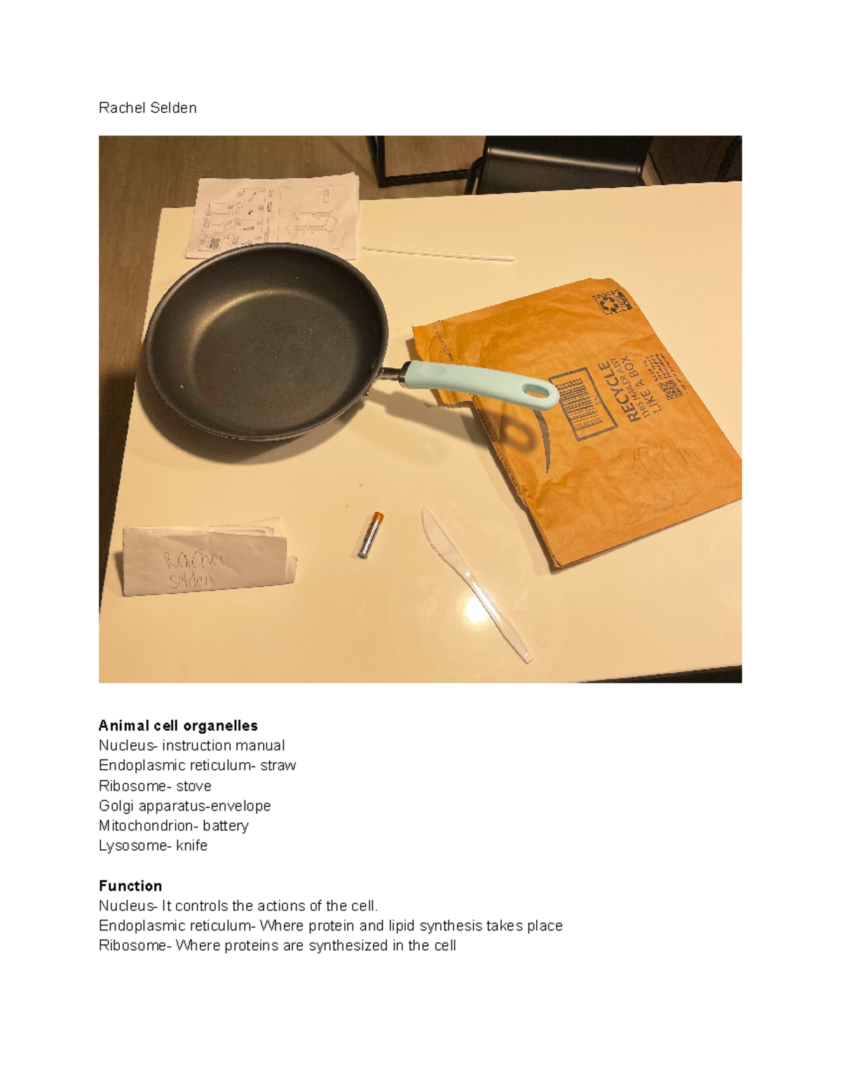 biology project - Rachel Selden Animal cell organelles Nucleus- instruction manual Endoplasmic ...