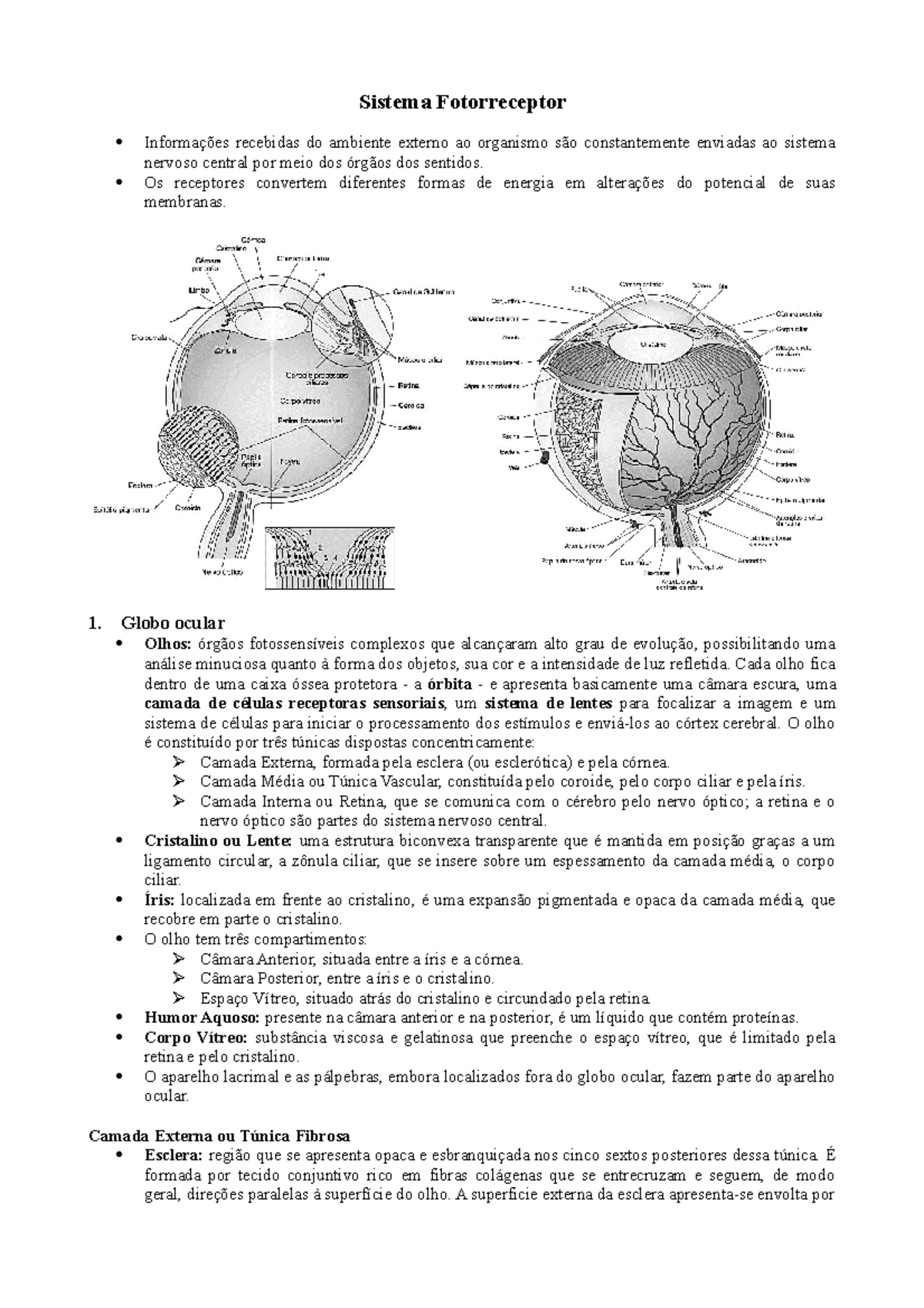 Histologia do Sistema Fotorreceptor - Sistema Fotorreceptor Informações ...