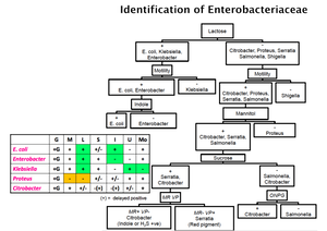 Practical 4- Guide - Stool culture - Practical 4 Culture of Faeces and ...