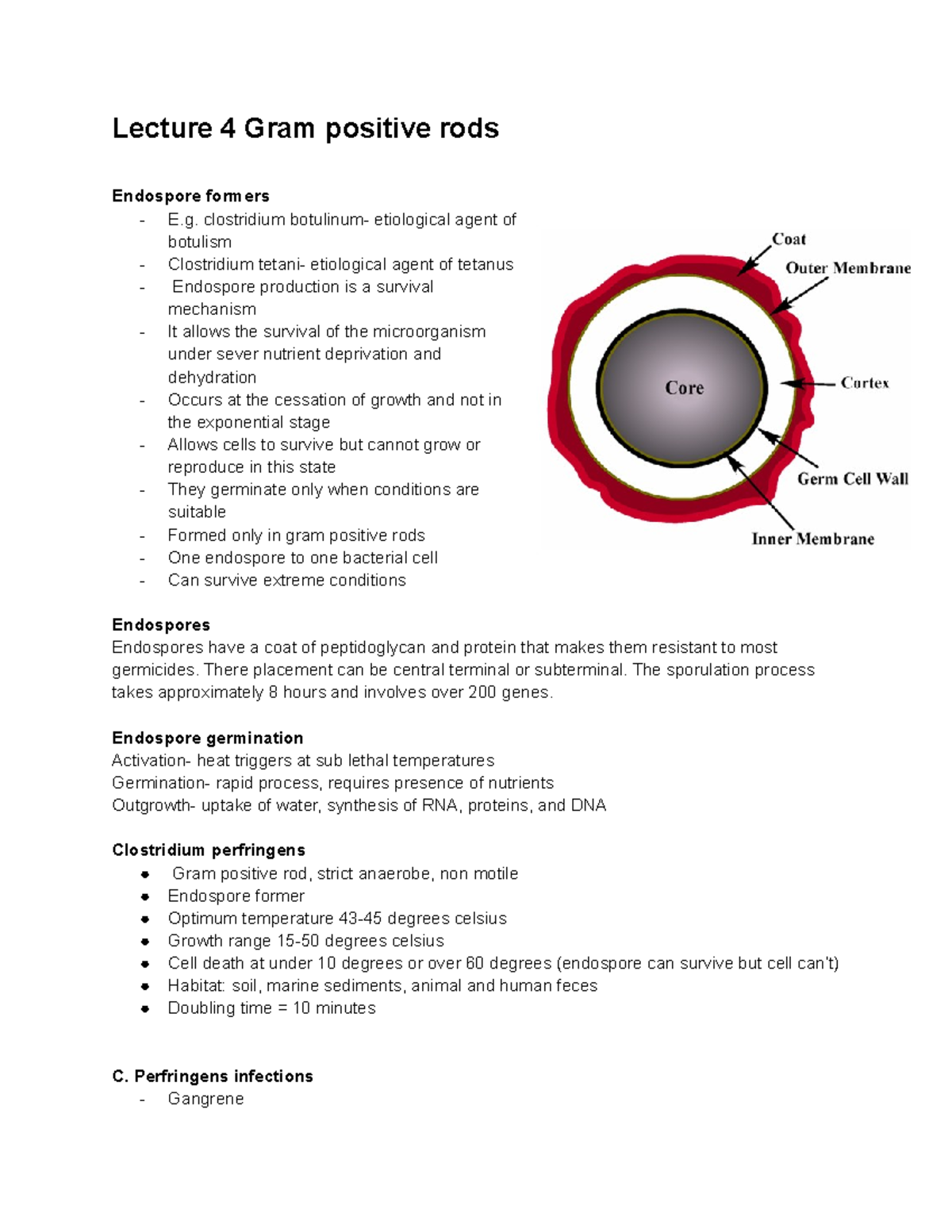 Lecture 4 - Lecture 4 Gram positive rods Endospore formers - E ...