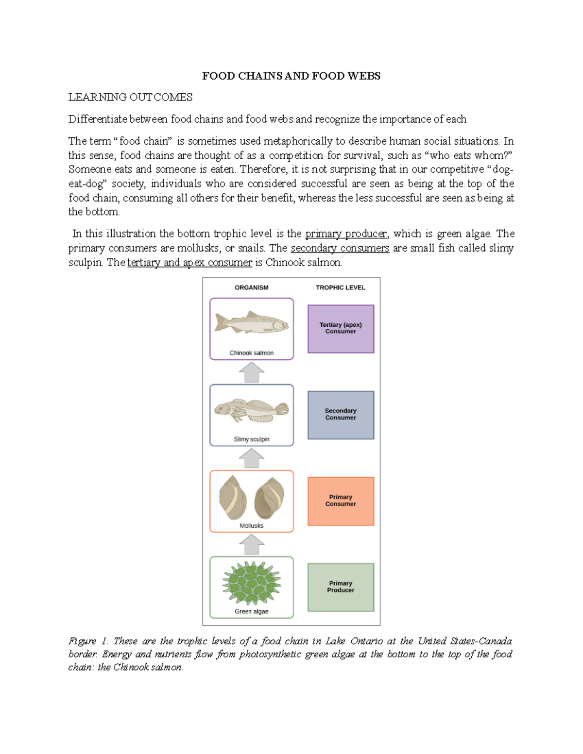 Food+Chains+and+Food+Webs Environmental Science - FOOD CHAINS AND FOOD ...