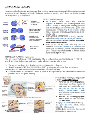 Respiratory System Notes - RESPIRATORY SYSTEM provides for exchange of ...