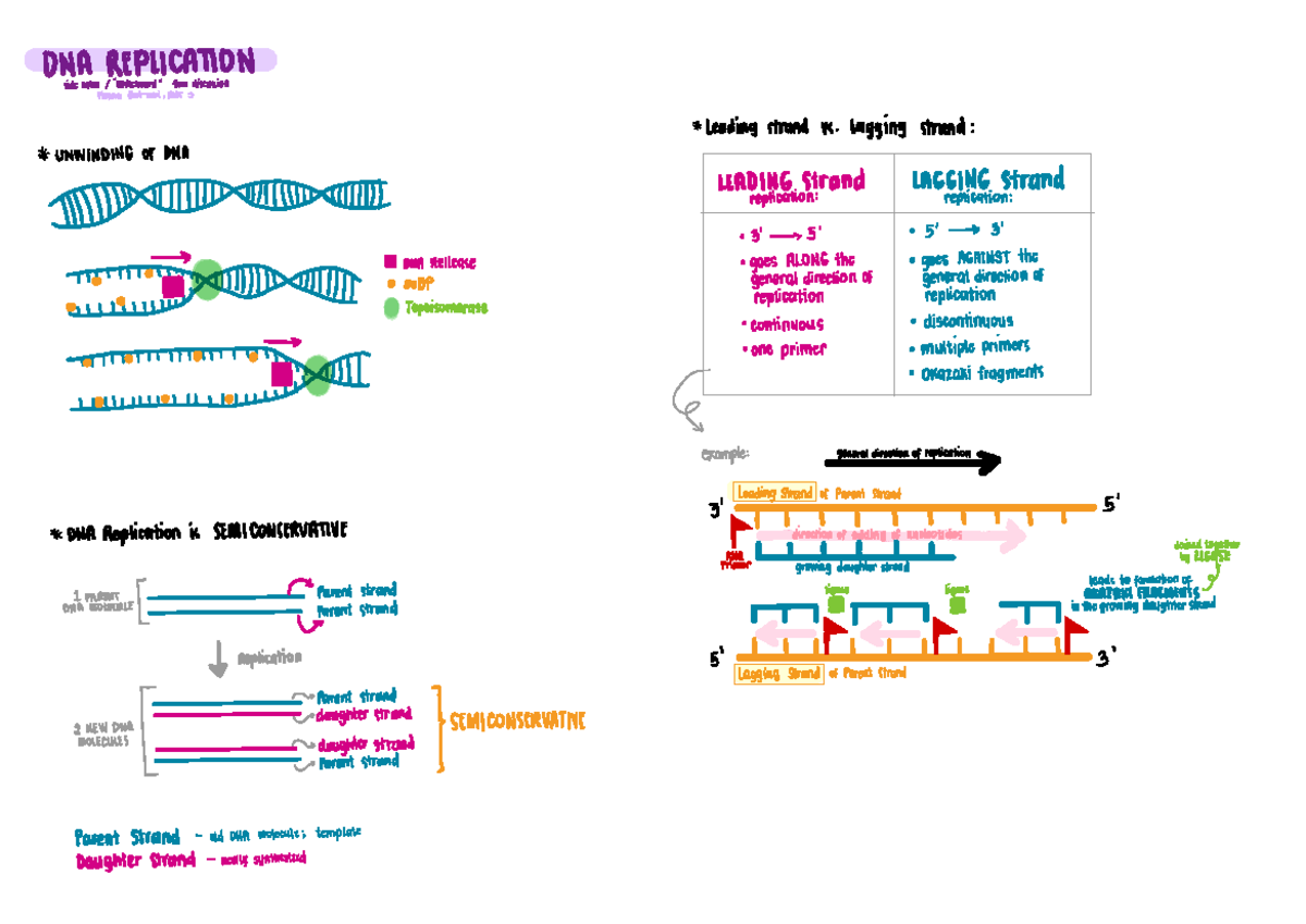 Cytogenetics lesson on mitosis, meiosis and Dna transcription and ...