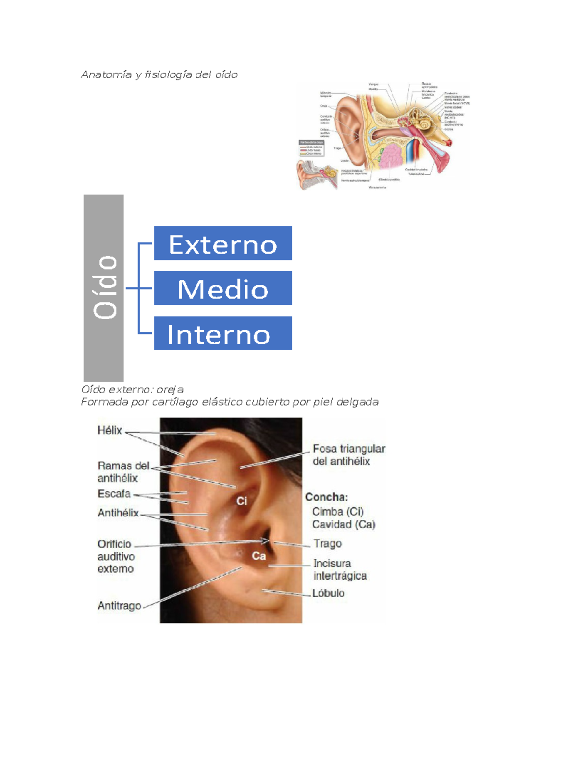 Otorrino anatomia y fisiologia del oido - Anatomía y fisiología del ...