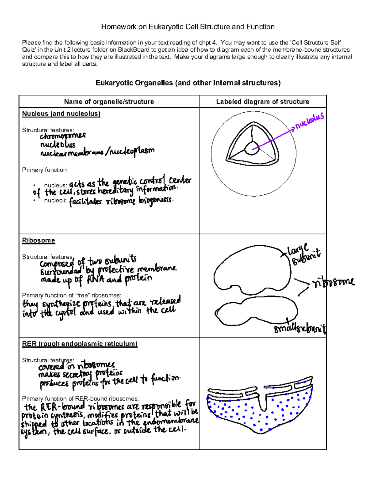 Organelle worksheet Assignment - Homework on Eukaryotic Cell Structure ...