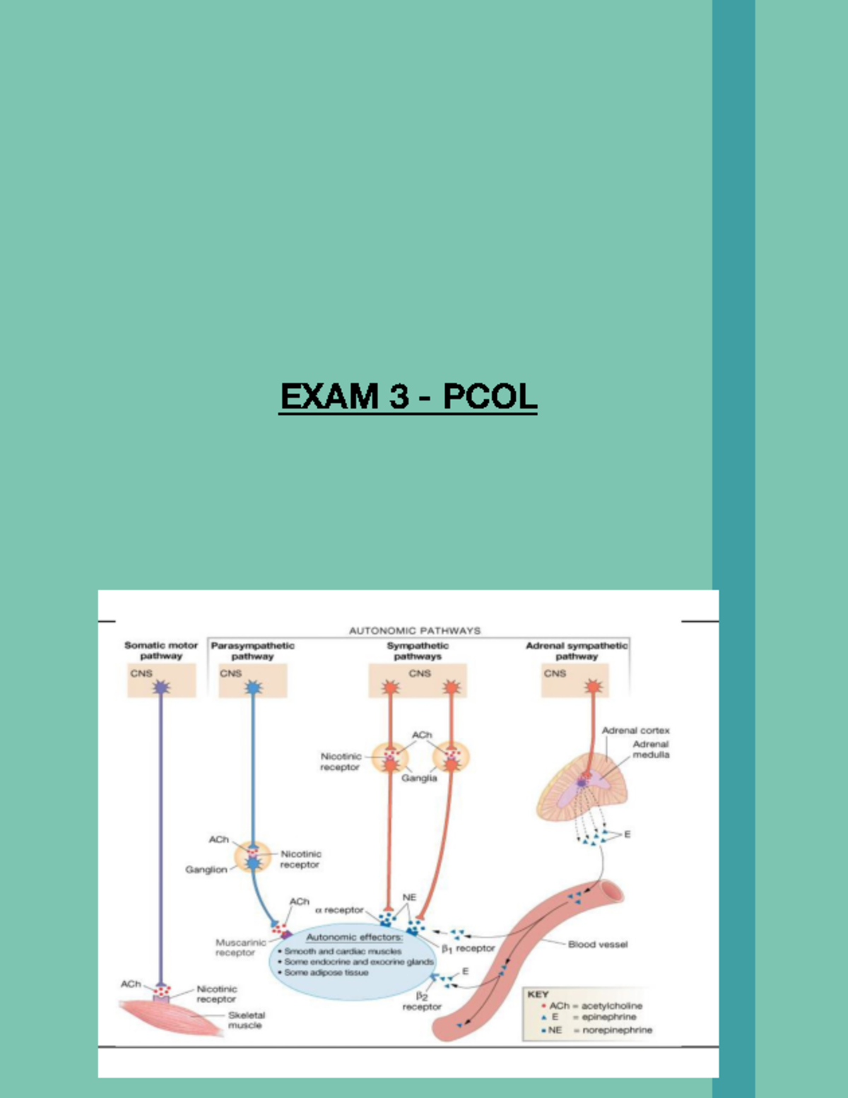 Exam 3 Notes - EXAM 3 - PCOL ALZHEIMER’S DISEASE: We are going to ...