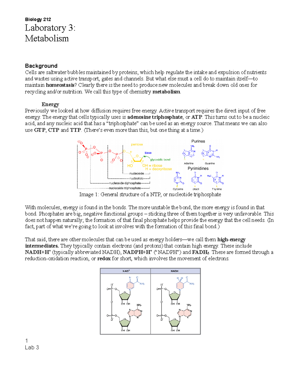 Lab 3 Metabolism - lab assignment - Biology 212 Laboratory 3 ...