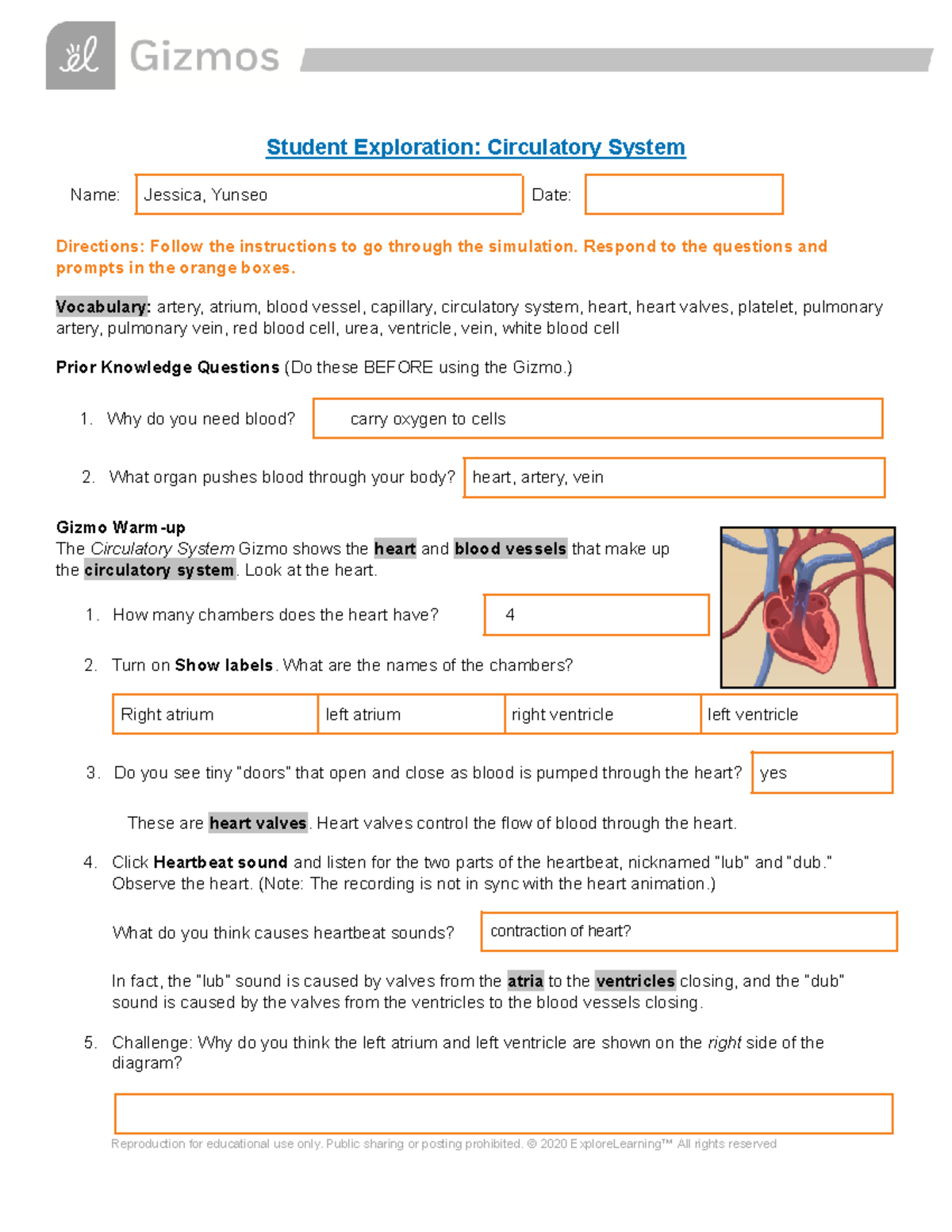 Circulatory System SE - Student Exploration: Circulatory System Name ...