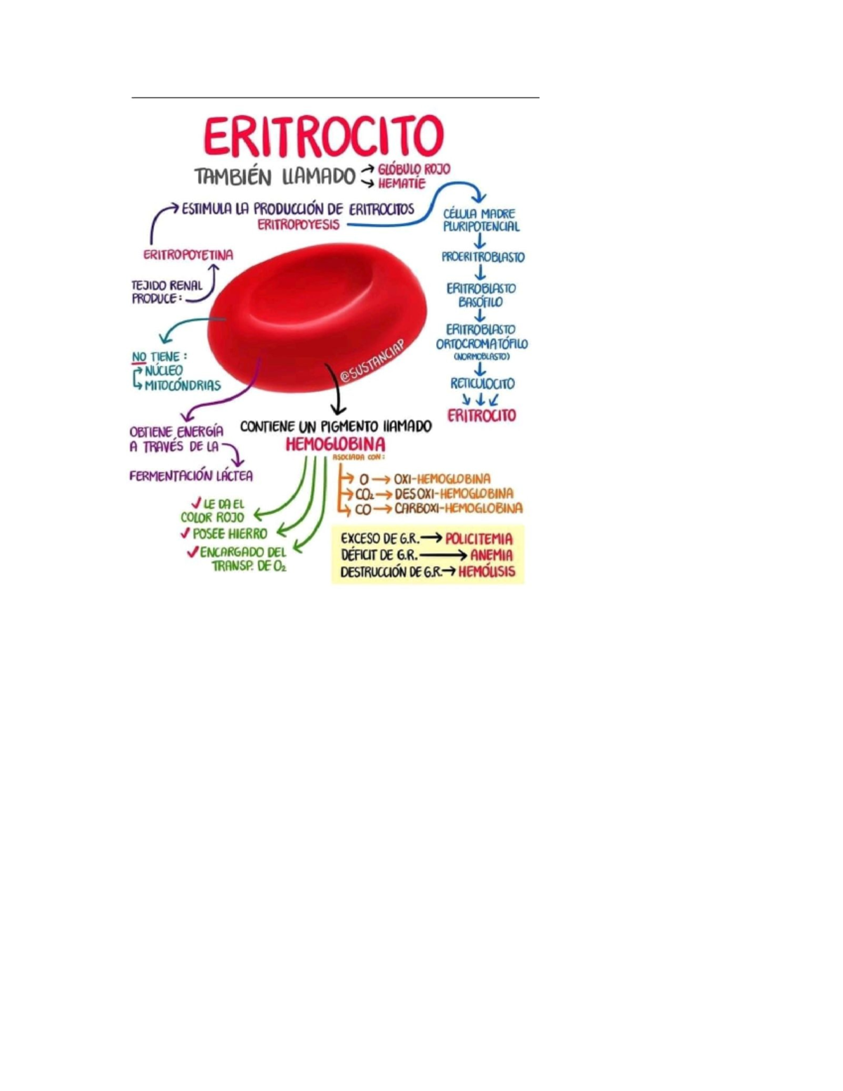 Eritrocito - ERITROCITO TAMBIÉN UAMADO GLÓBULO ROJO HEMATIE ESTIMULA LA ...