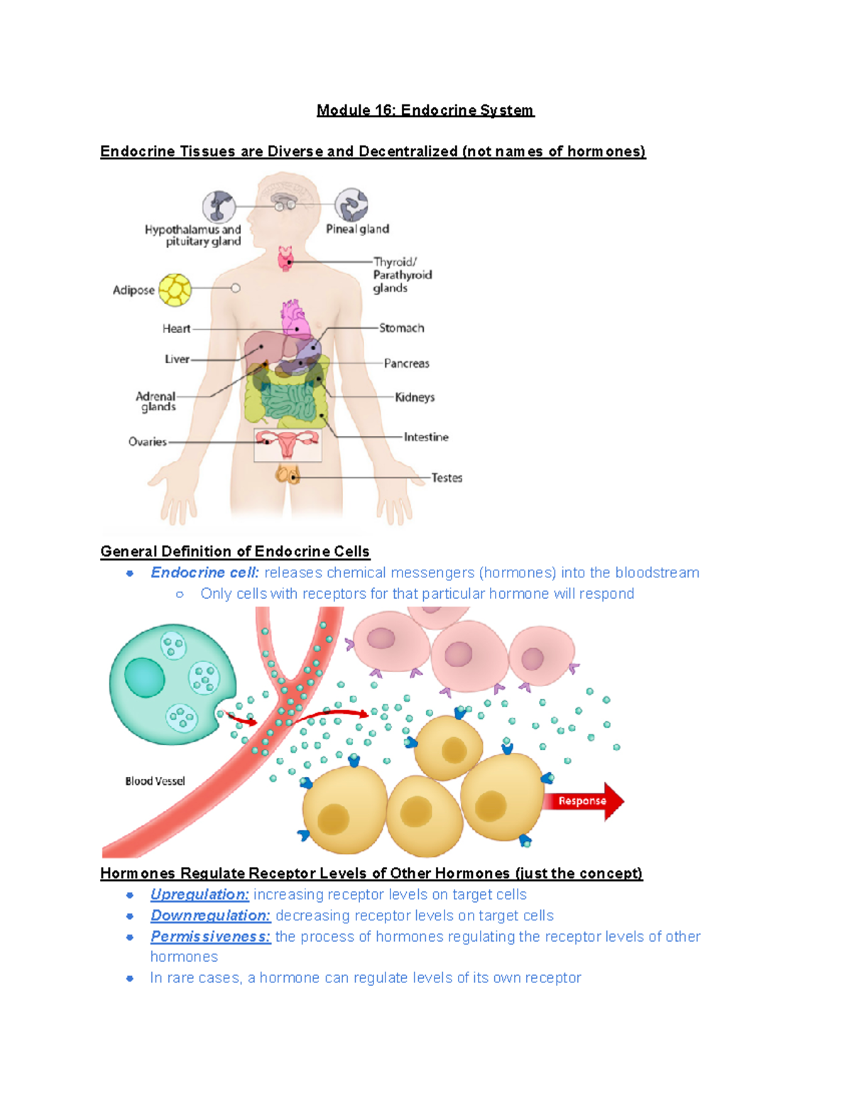 Quiz 3 - quiz 3 study guide - Module 16: Endocrine System Endocrine ...