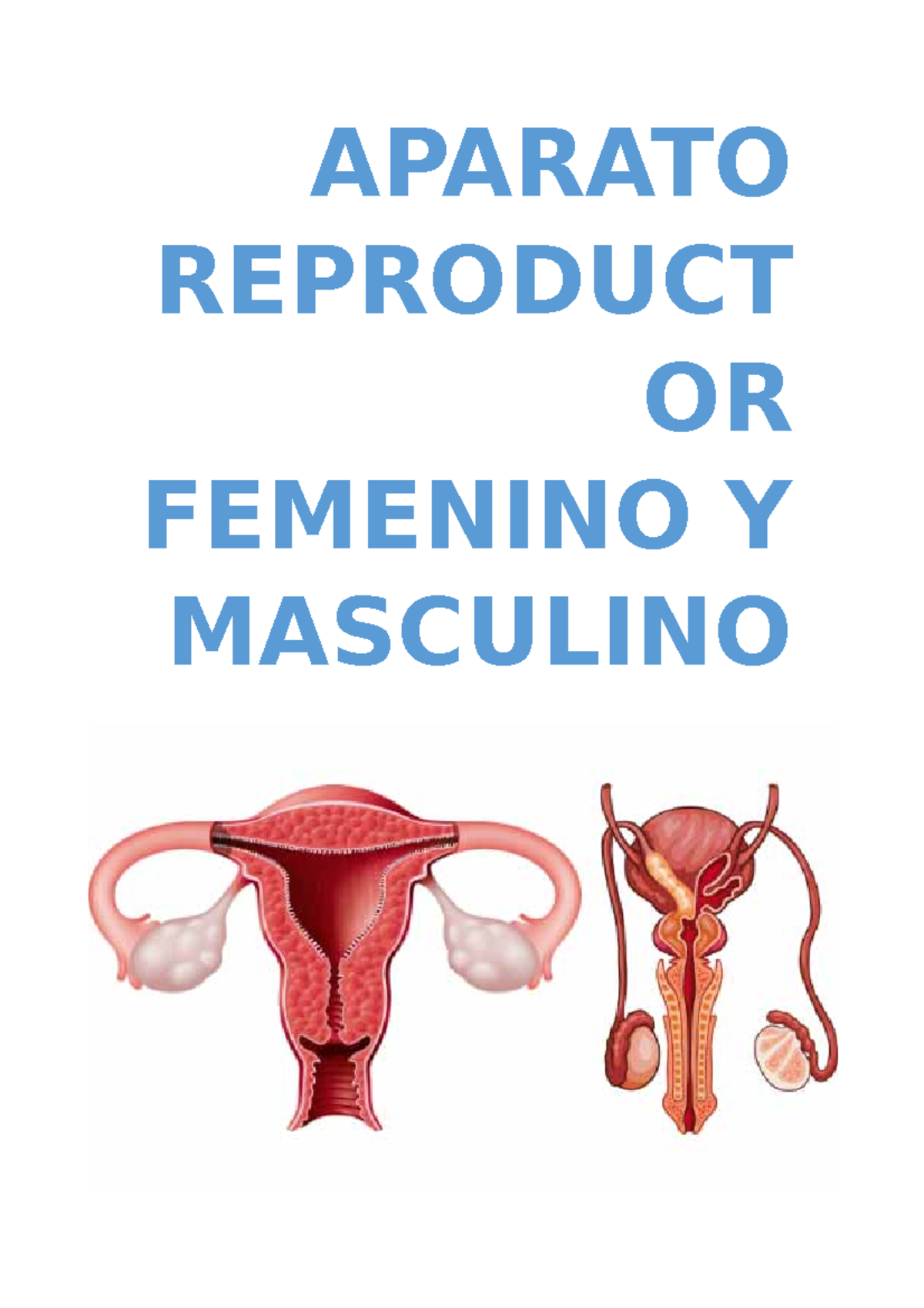 Aparato Reproductor Femenino Y Masculino - APARATO REPRODUCT OR ...