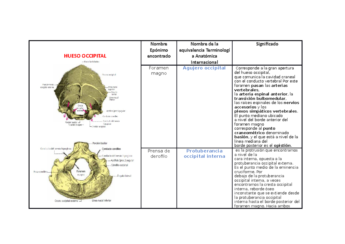 Huesos del Cráneo, Occipital, Parietal Y Temporal - Anatomia - Studocu