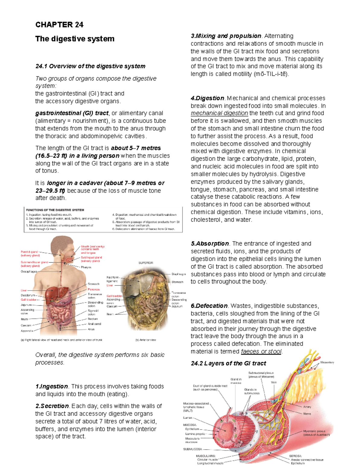 Chap 24 (Digestive System) - CHAPTER 24 The digestive system 24 Overview of the digestive system ...