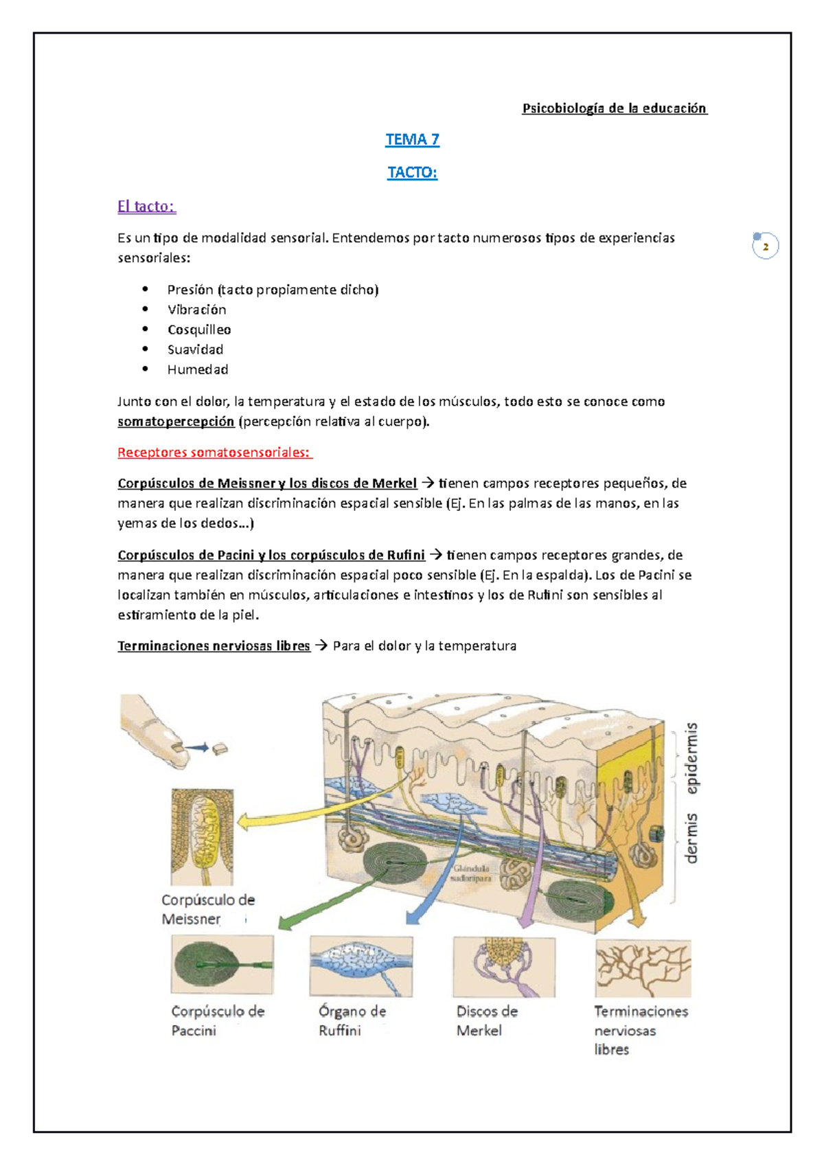 Tema 7. Tacto del cuerpo humano - 2 Psicobiología de la educación TEMA ...