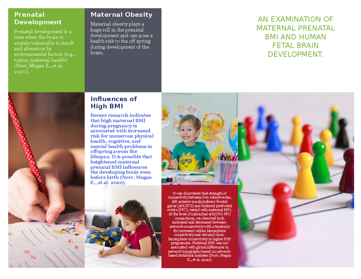 Prenatal Development - Brochure - Prenatal Development Prenatal ...