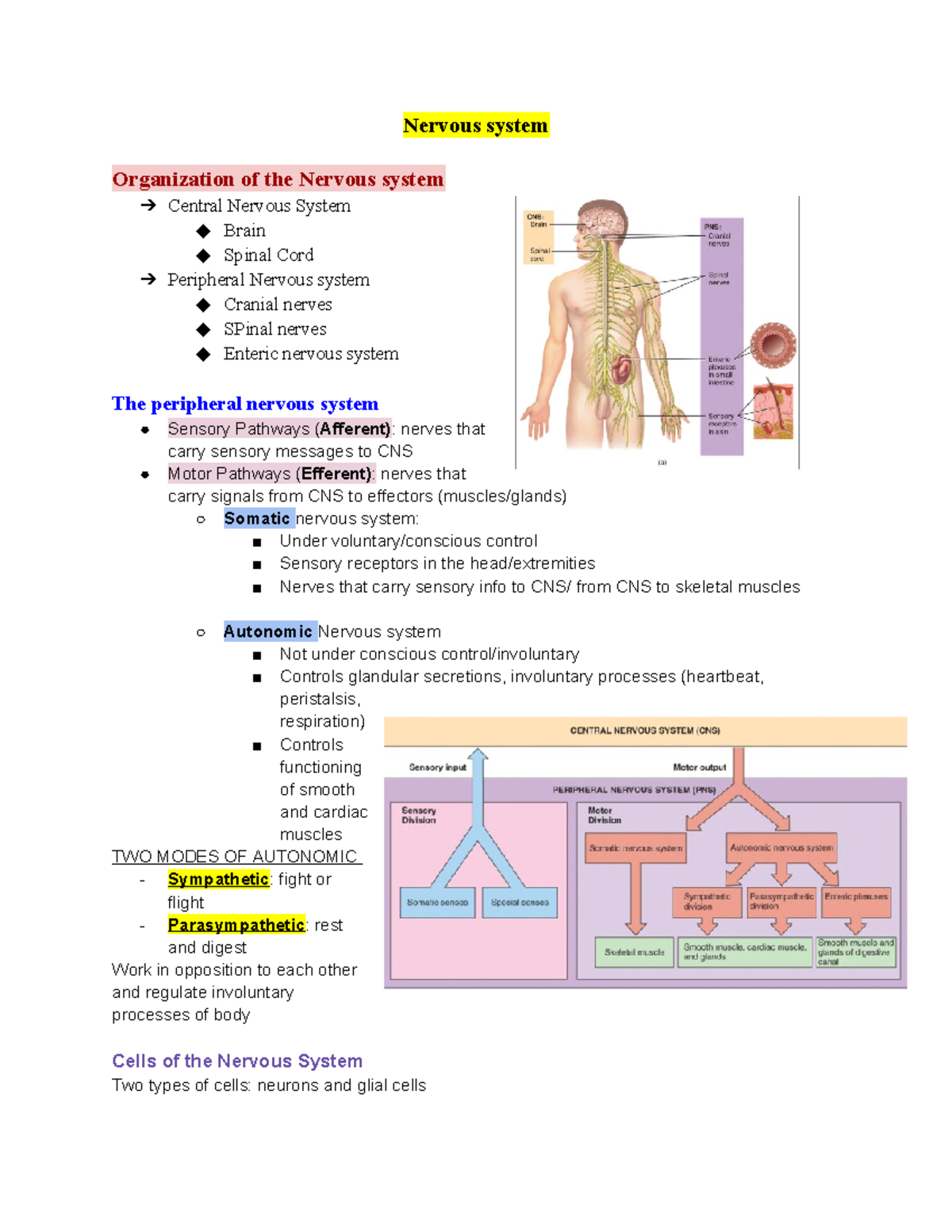Anatomy - nervous system - Nervous system Organization of the Nervous ...