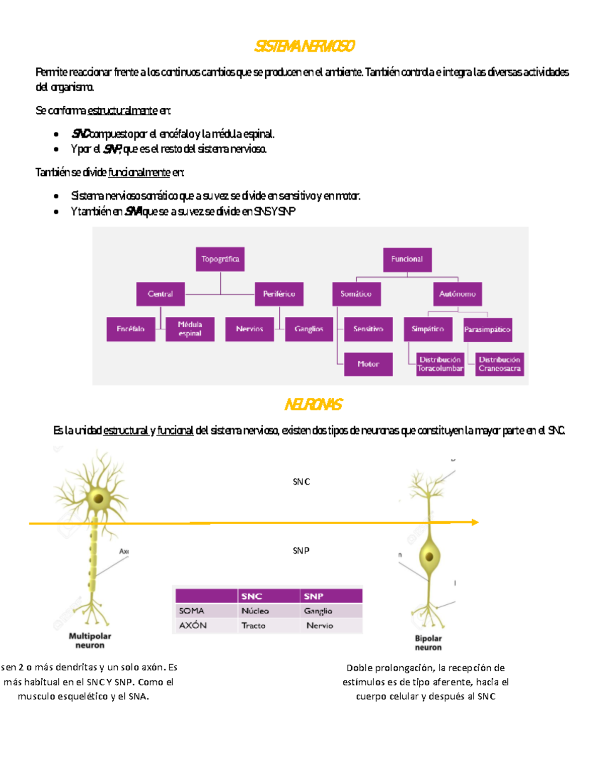 Sistema Nervioso - Warning: TT: undefined function: 32 SISTEMA NERVIOSO Permite reaccionar ...