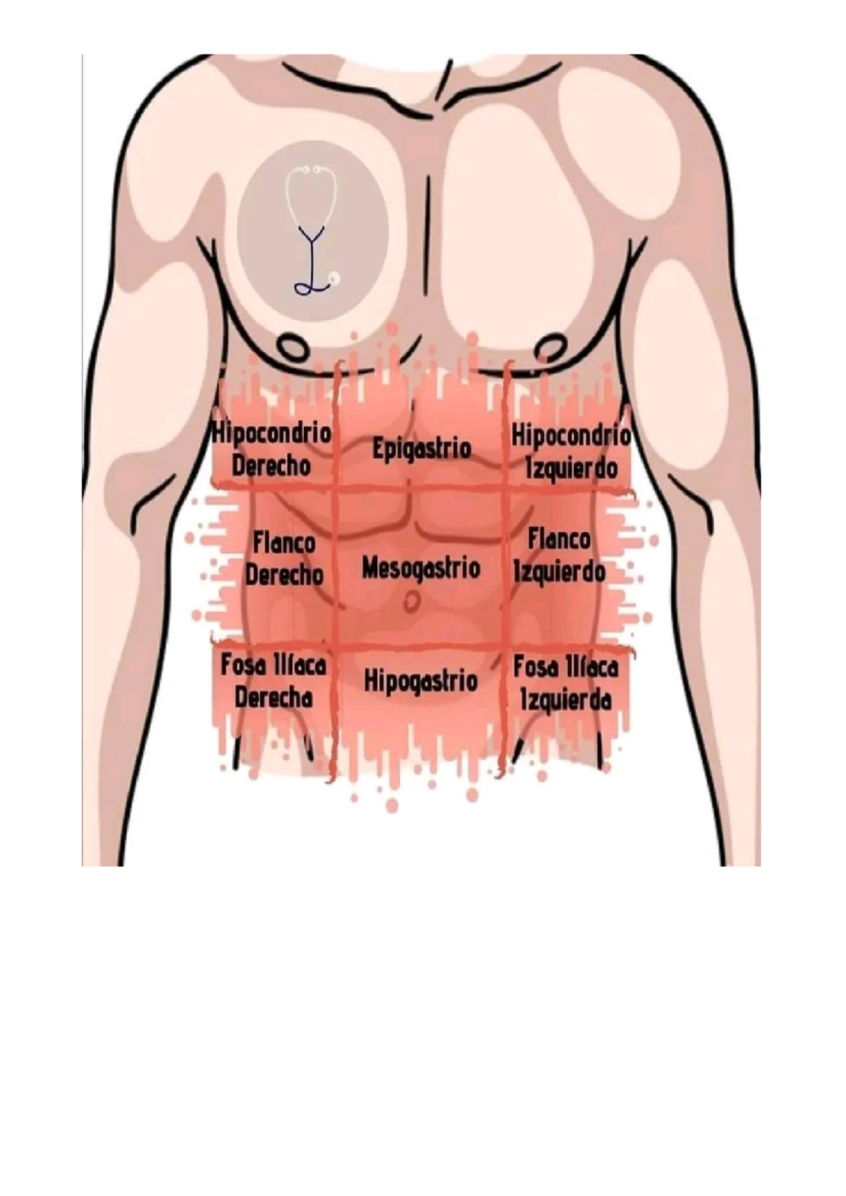 Abdominal - ayuda - Hipocondrio Derecho Epigastrio Hipocondrio ...