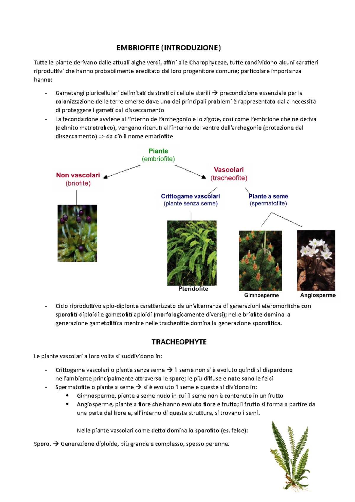 Tracheofite (introduzione) - EMBRIOFITE (INTRODUZIONE) Tutte le piante ...