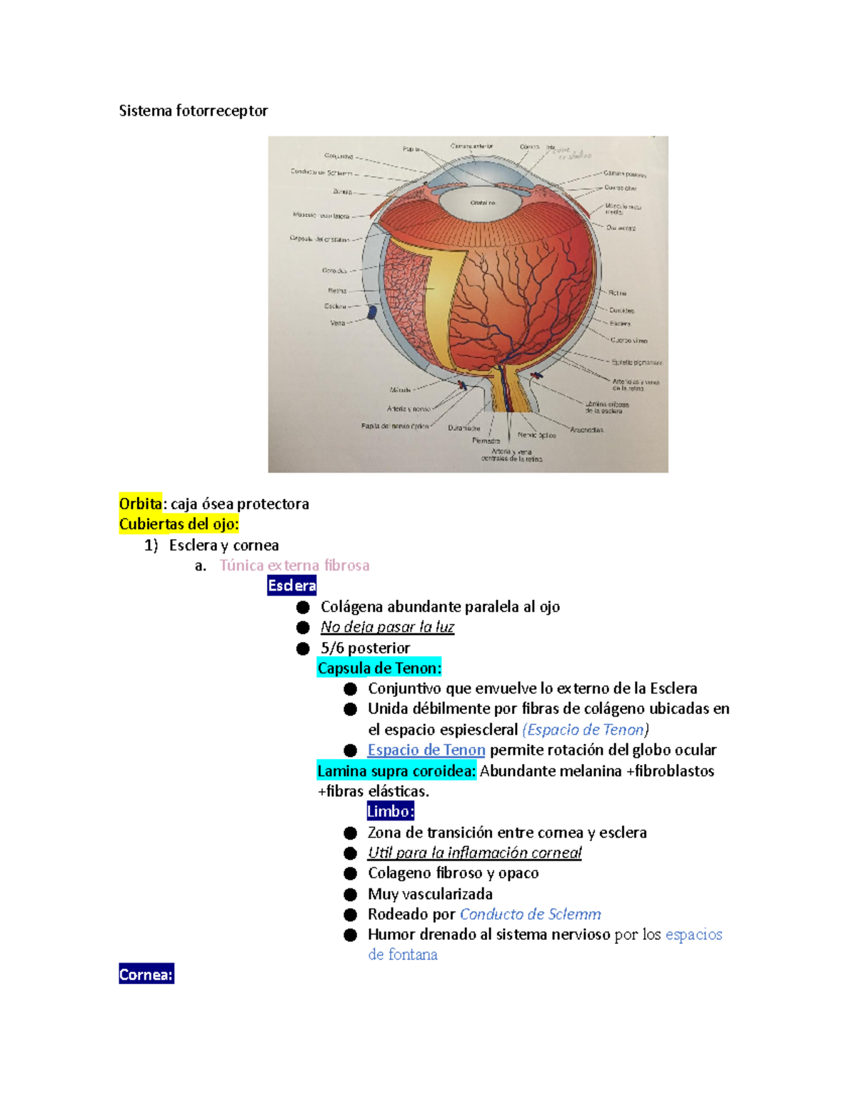 Sistema fotorreceptor - Sistema fotorreceptor Orbita: caja ósea ...