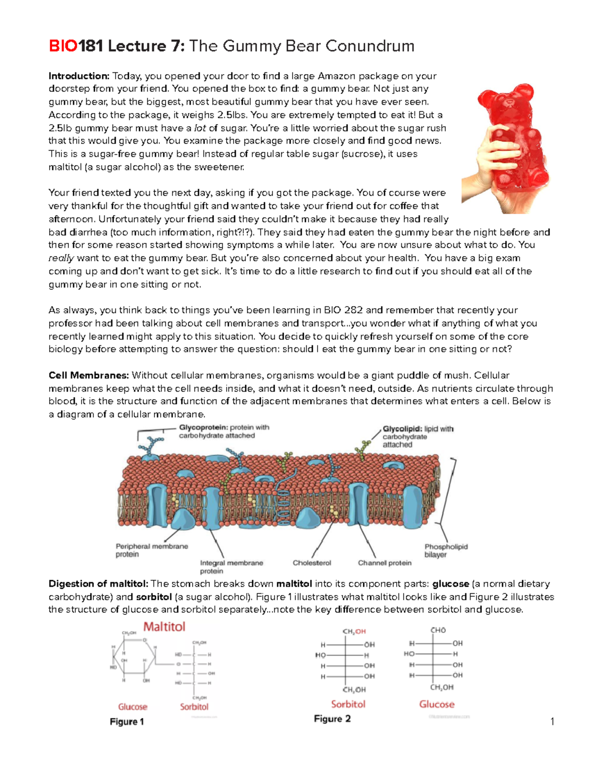 Copy of BIO 181 Lecture 7 Worksheet - BIO181 Lecture 7: The Gummy Bear ...