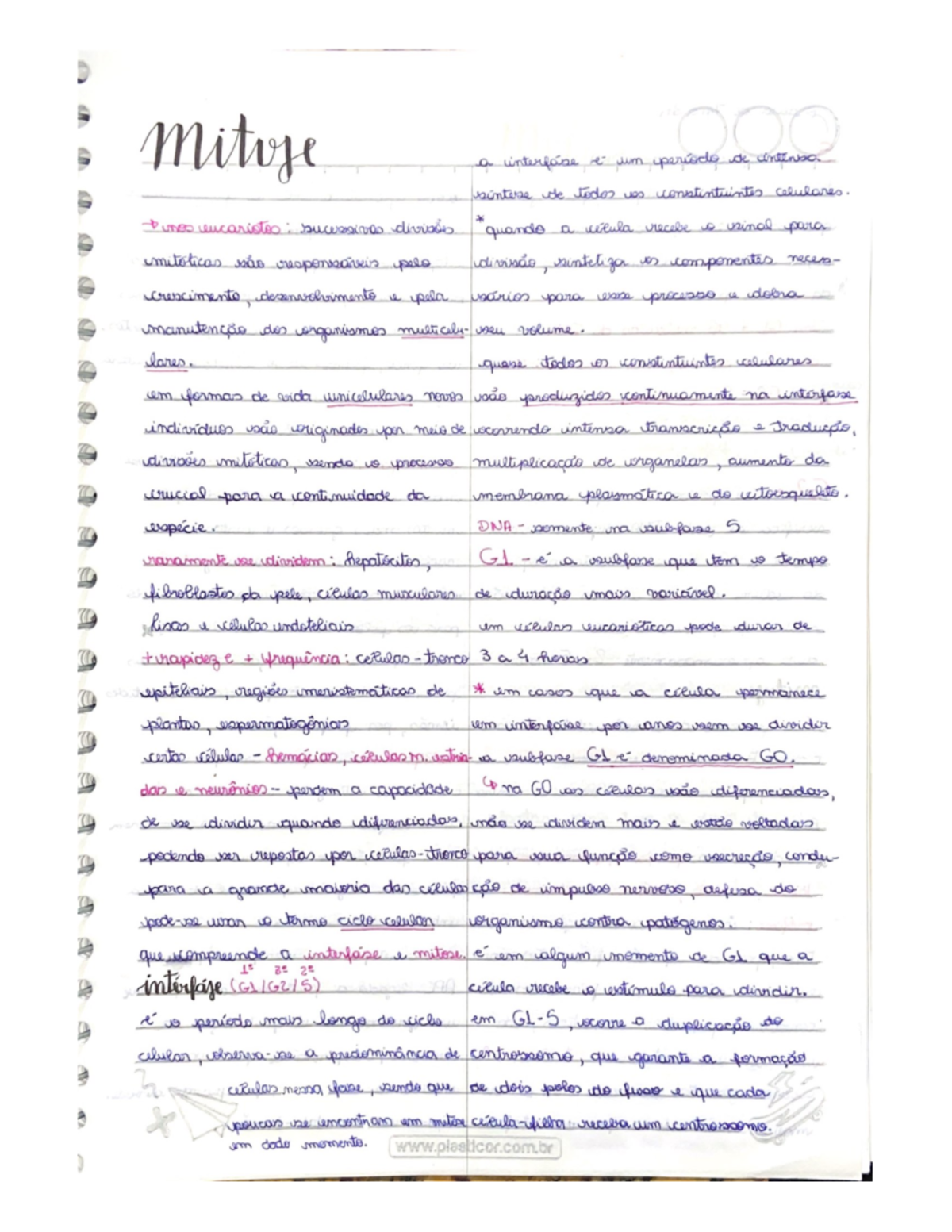 Mitose e Meiose - Biocel - Biologia - Studocu