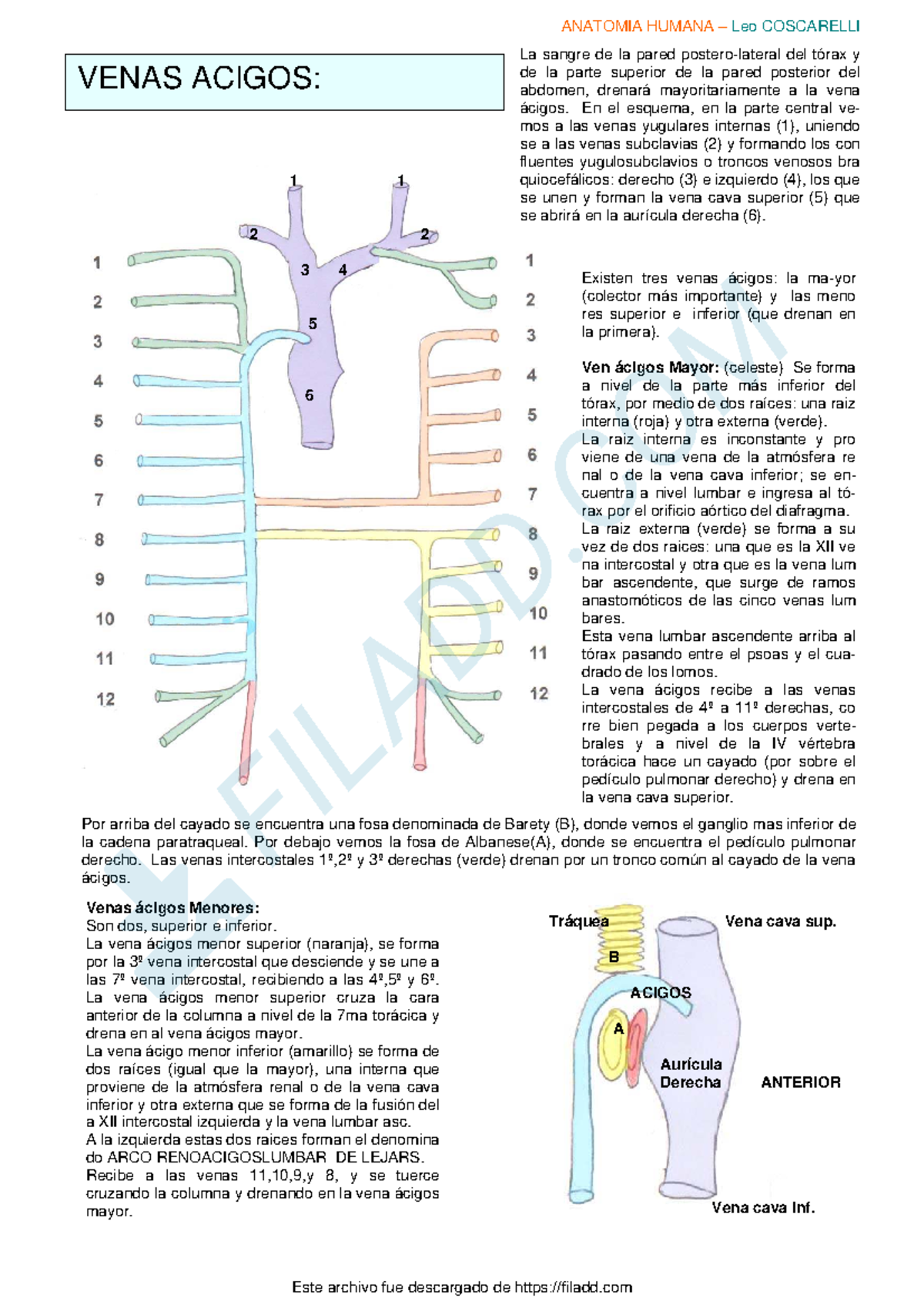 Vena Acigos - asdasd - ANATOMIA HUMANA – Leo COSCARELLI Venas ácigos ...