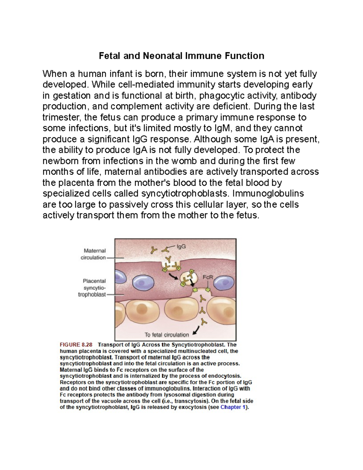 Fetal and Neonatal Immune Function - While cell-mediated immunity ...