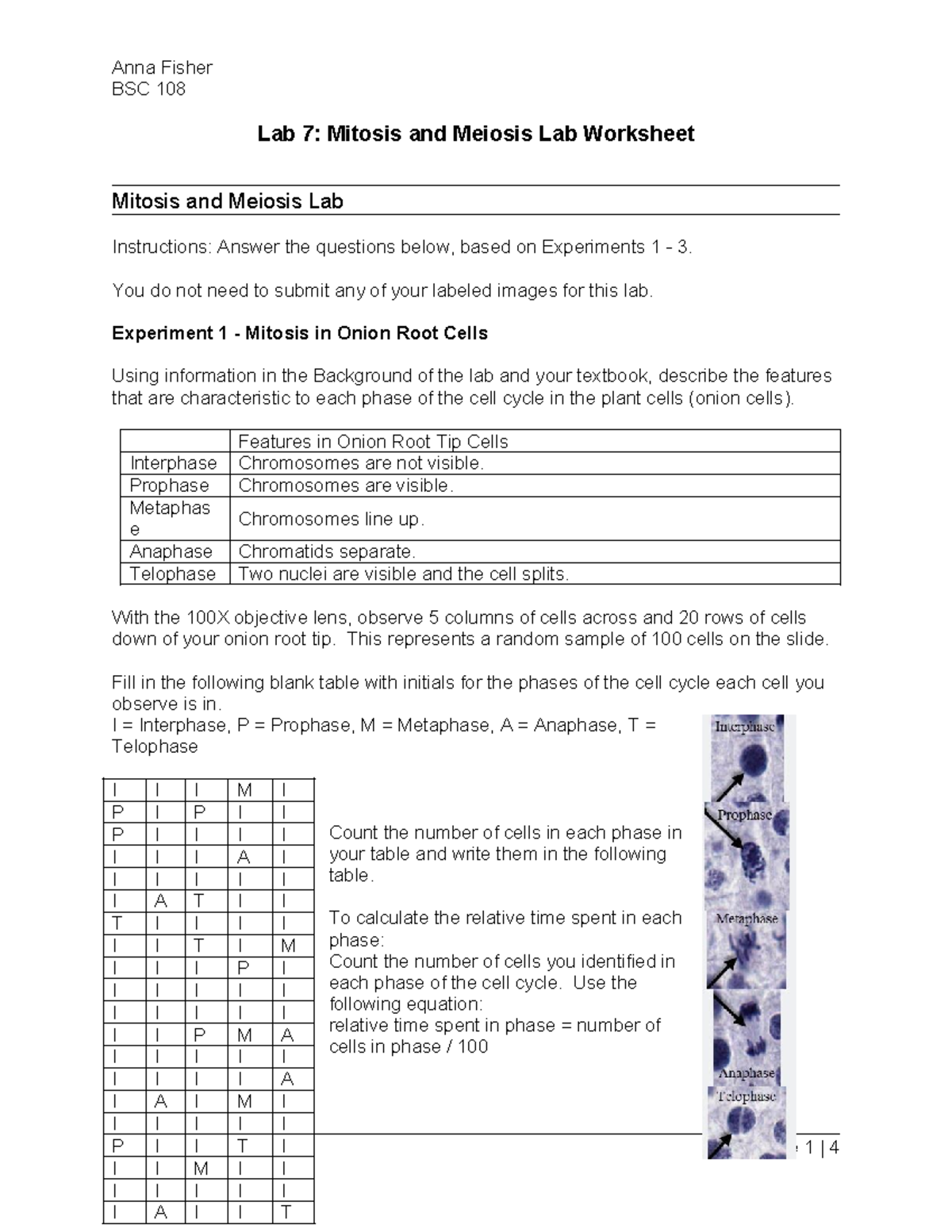 Lab 7 Mitosis Meiosis Lab Worksheet - Anna Fisher BSC 108 Lab 7: Mitosis and Meiosis Lab ...