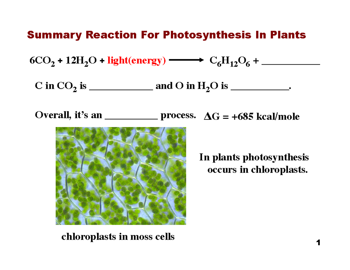 Lecture 29 - jorge doug - Summary Reaction For Photosynthesis In Plants ...