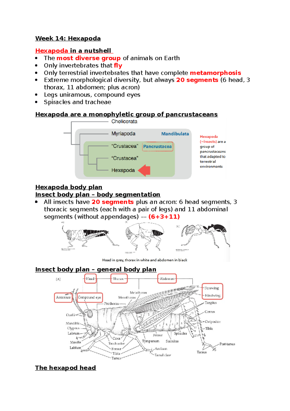 Week 14 Hexapoda - Week 14: Hexapoda Hexapoda in a nutshell The most ...