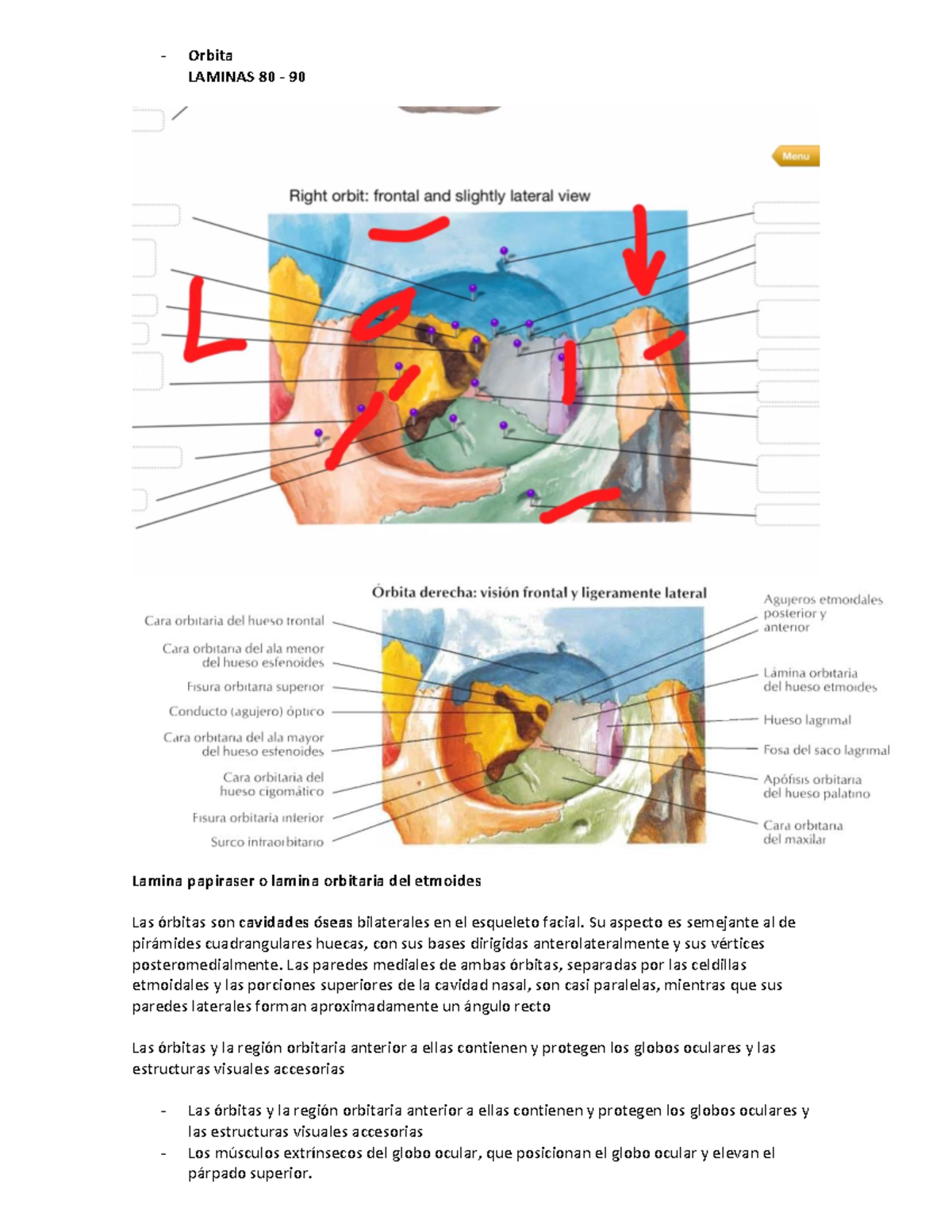 13- Ojo y globo ocular - Orbita LAMINAS 80 - 90 Lamina papiraser o ...
