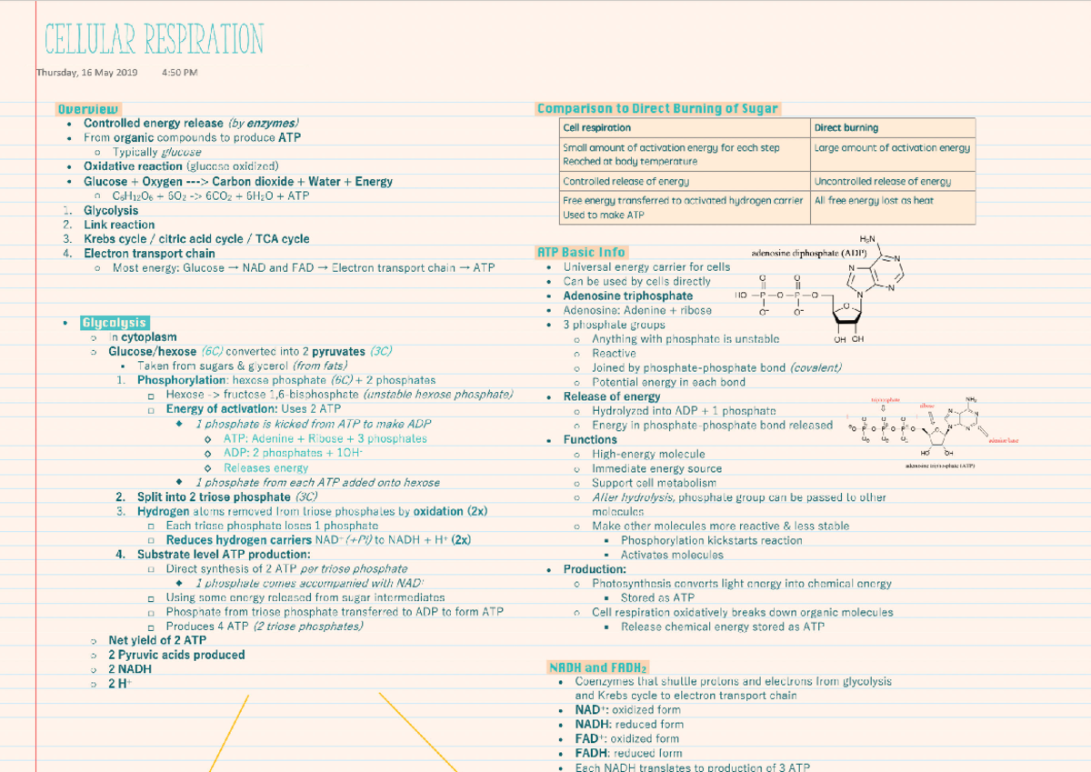 Cell Biology: Cellular Respiration - Studocu