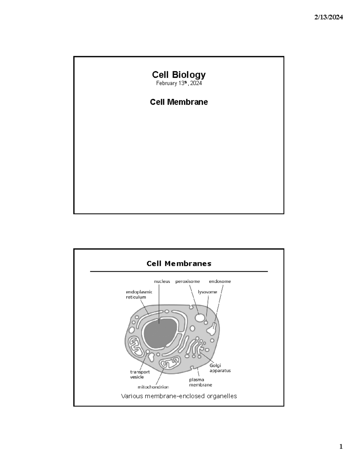 Cell BIO Lecture 6 membrane 021324 - Cell Biology ####### February 13th ...